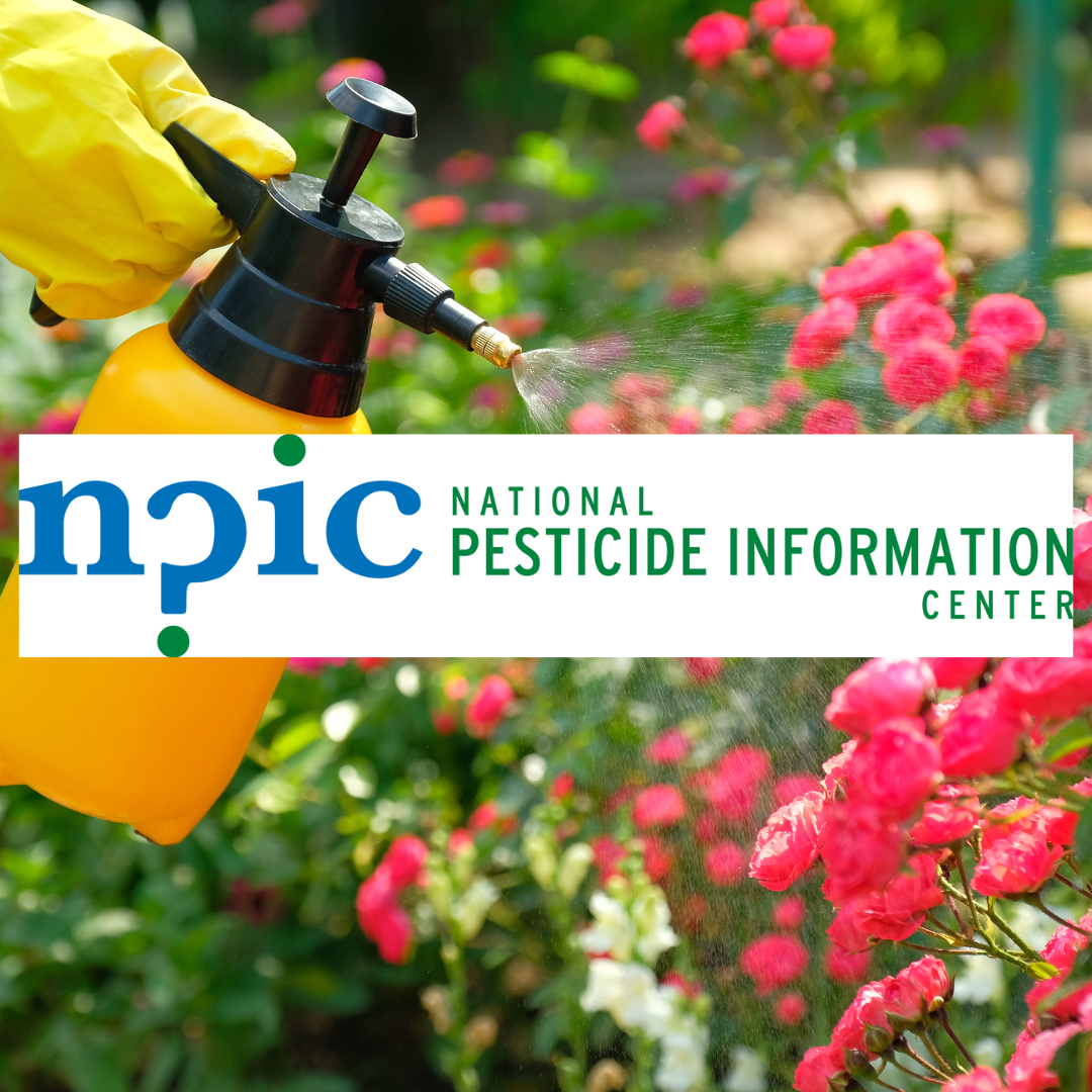 Seasonal / Holiday Poison Prevention — Michigan Poison Center