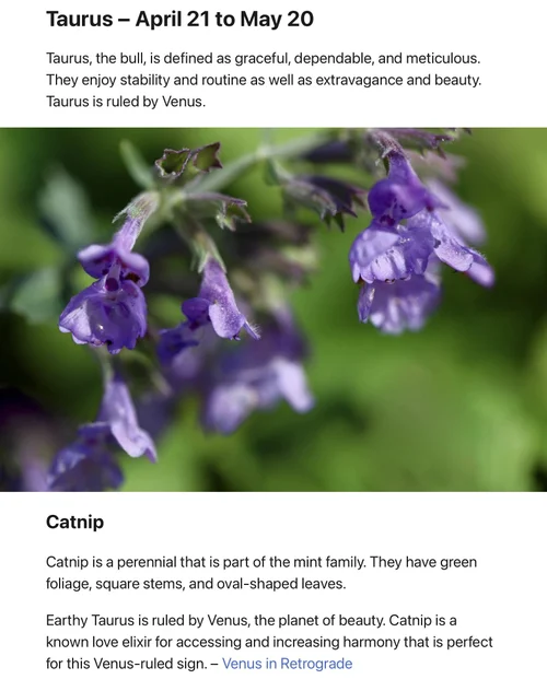 Plants Based on Your Zodiac Sign — Celestial Musings