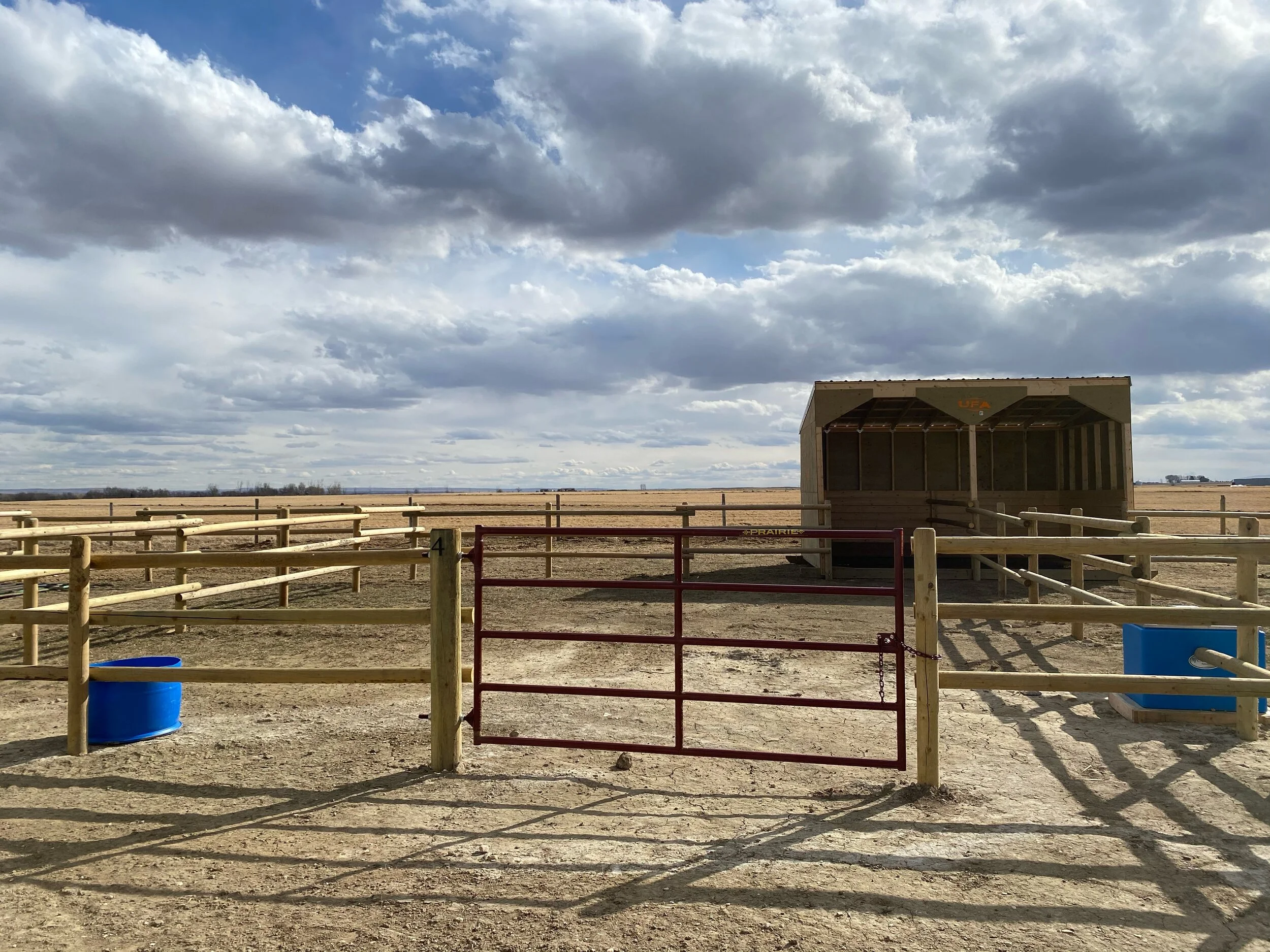 General 5 — Holsom Equine