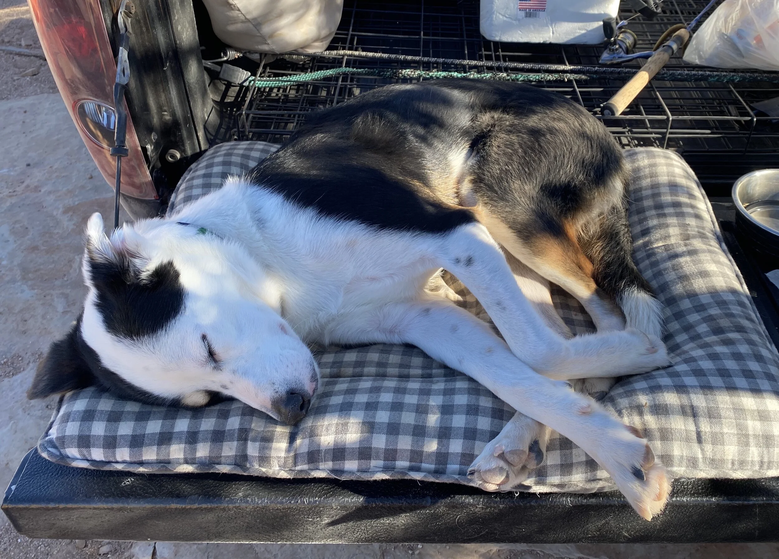 Campsite Review: Muley Point - Blanding, UT — Theo's Guide