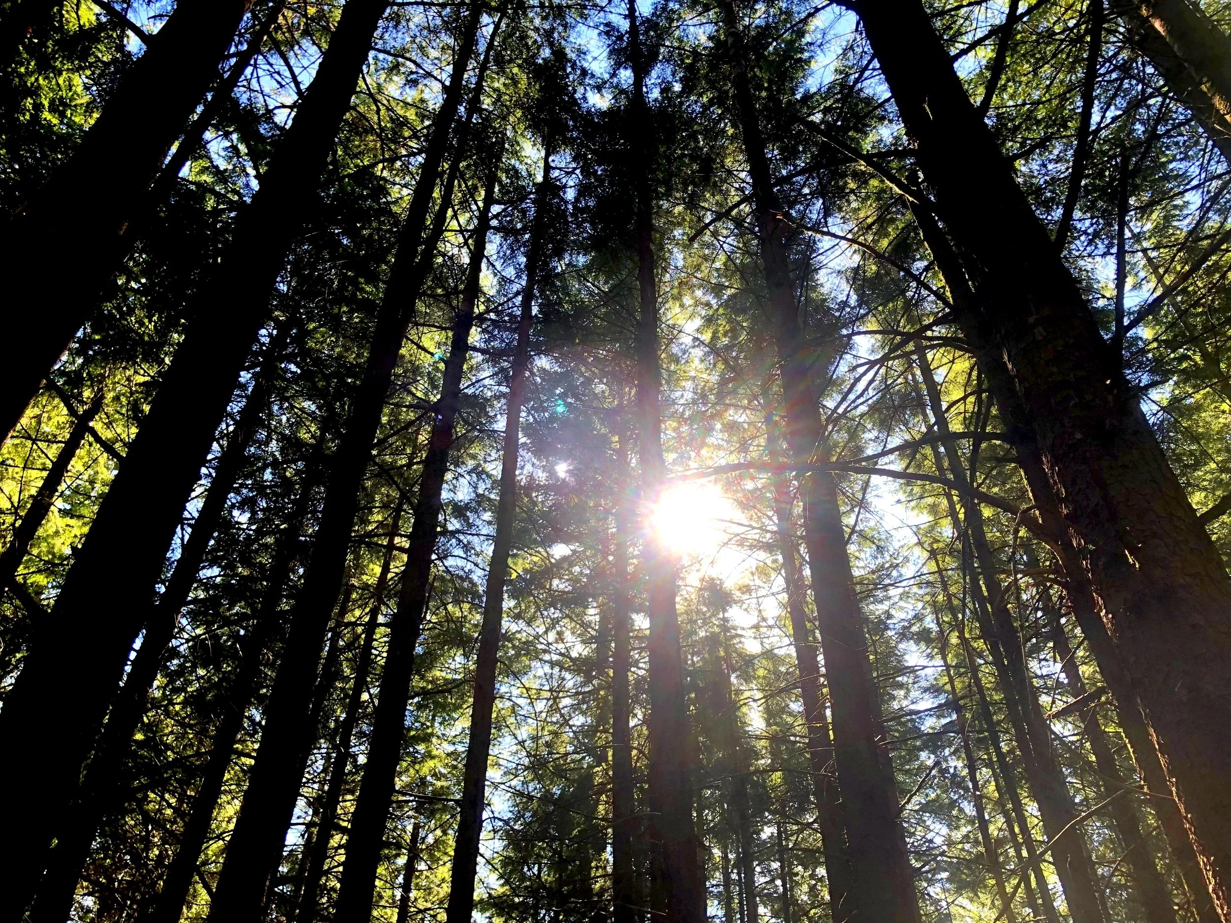 Breathing Forests — GABRIELLA SMITH