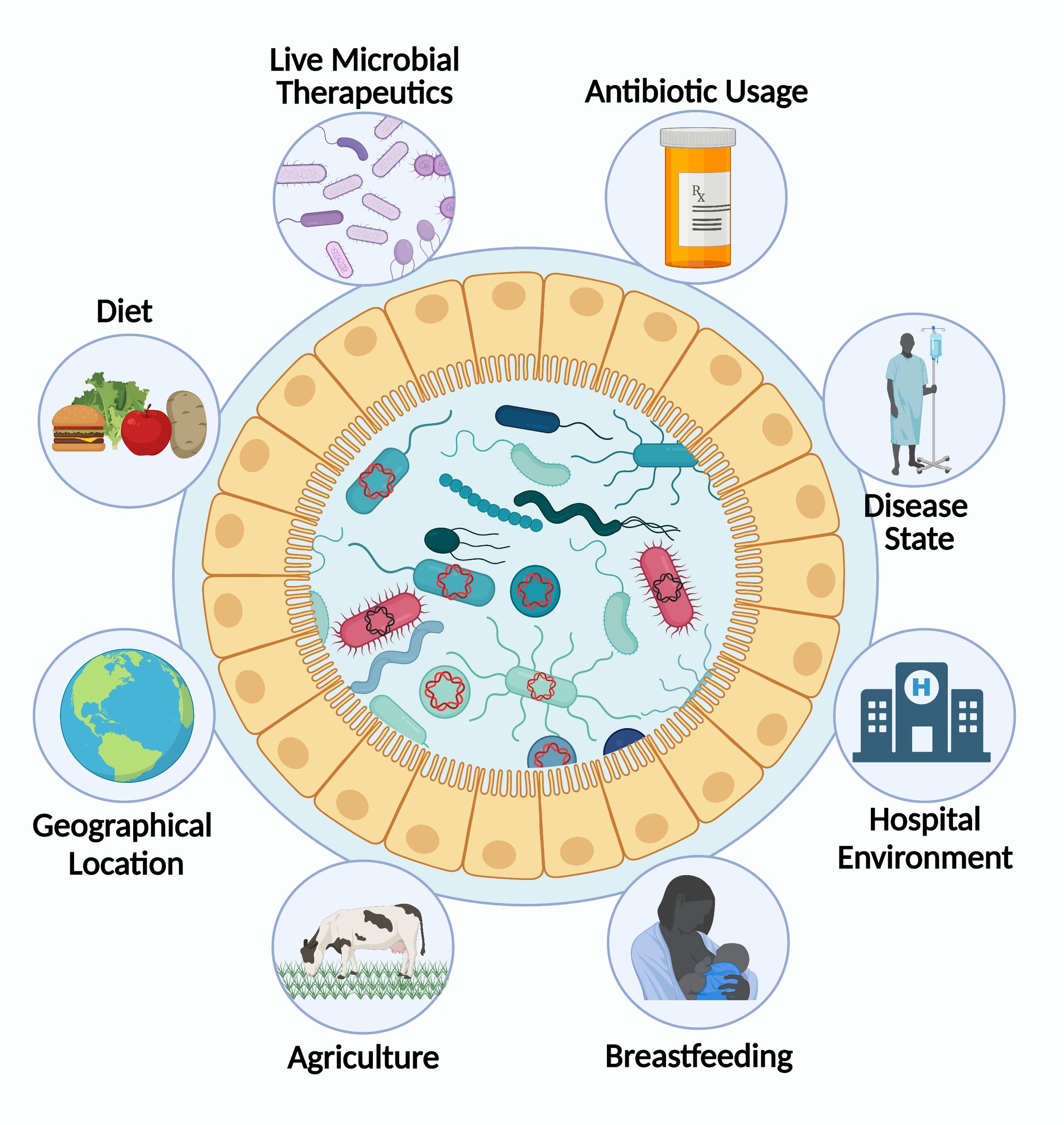 Dissemination of antimicrobial resistance in the human microbiome (Gut ...