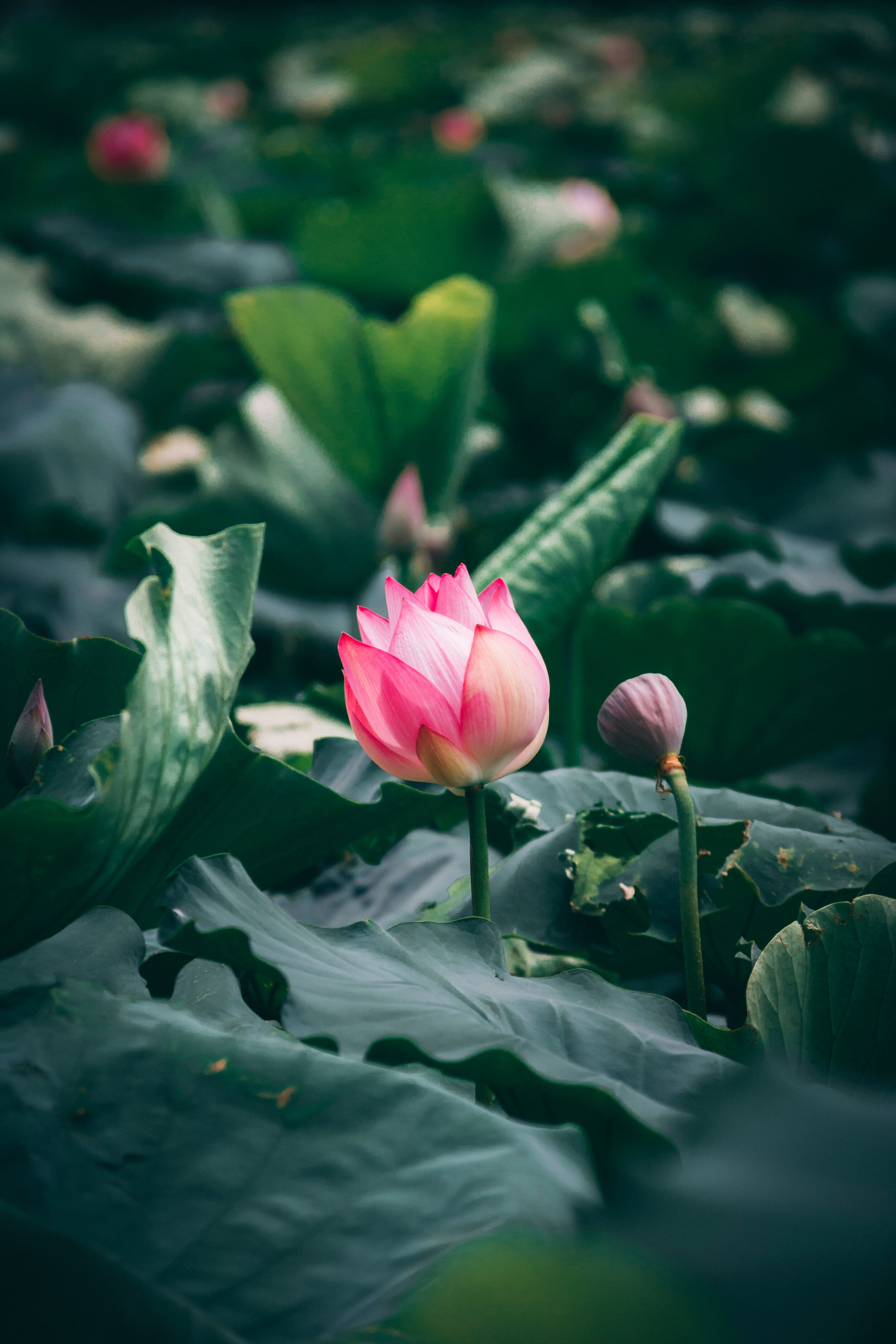 Jennifer Neely | Psychotherapist