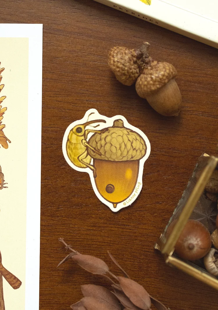 Acorn Weevil Illustration