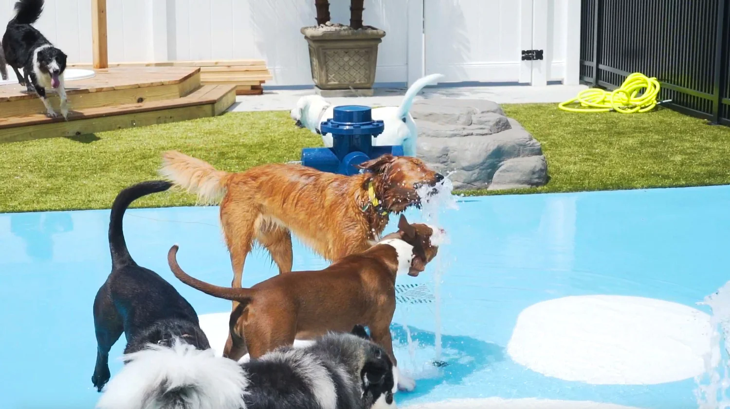 Home — Wags Pet Resort Ankeny