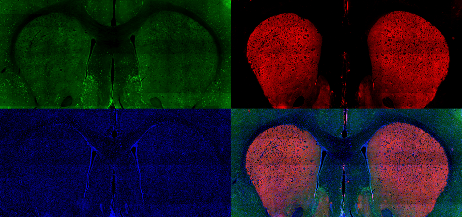 Publications — Solt Lab