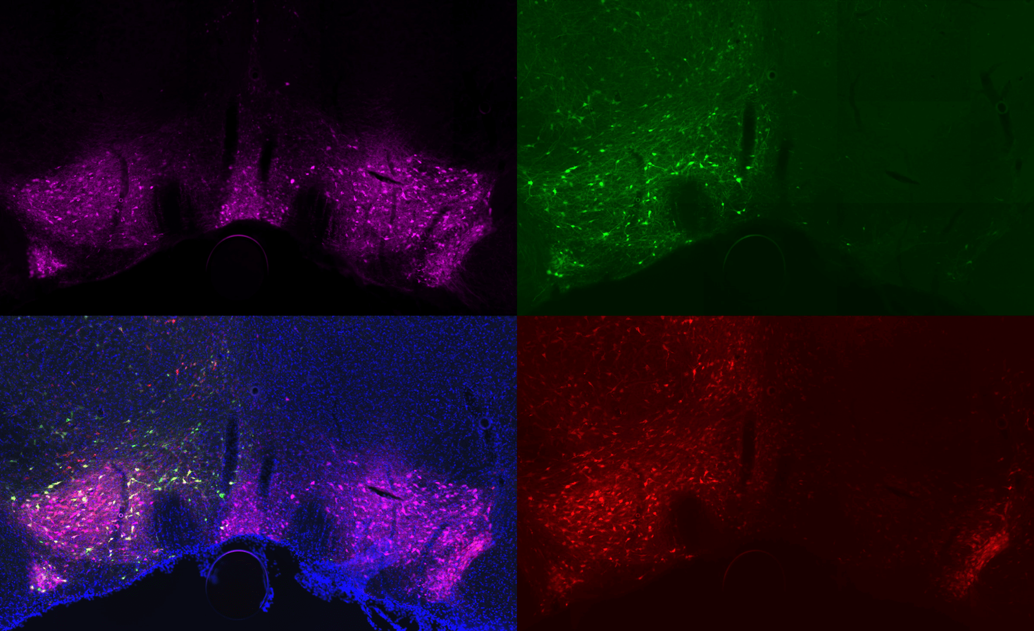 Research — Solt Lab