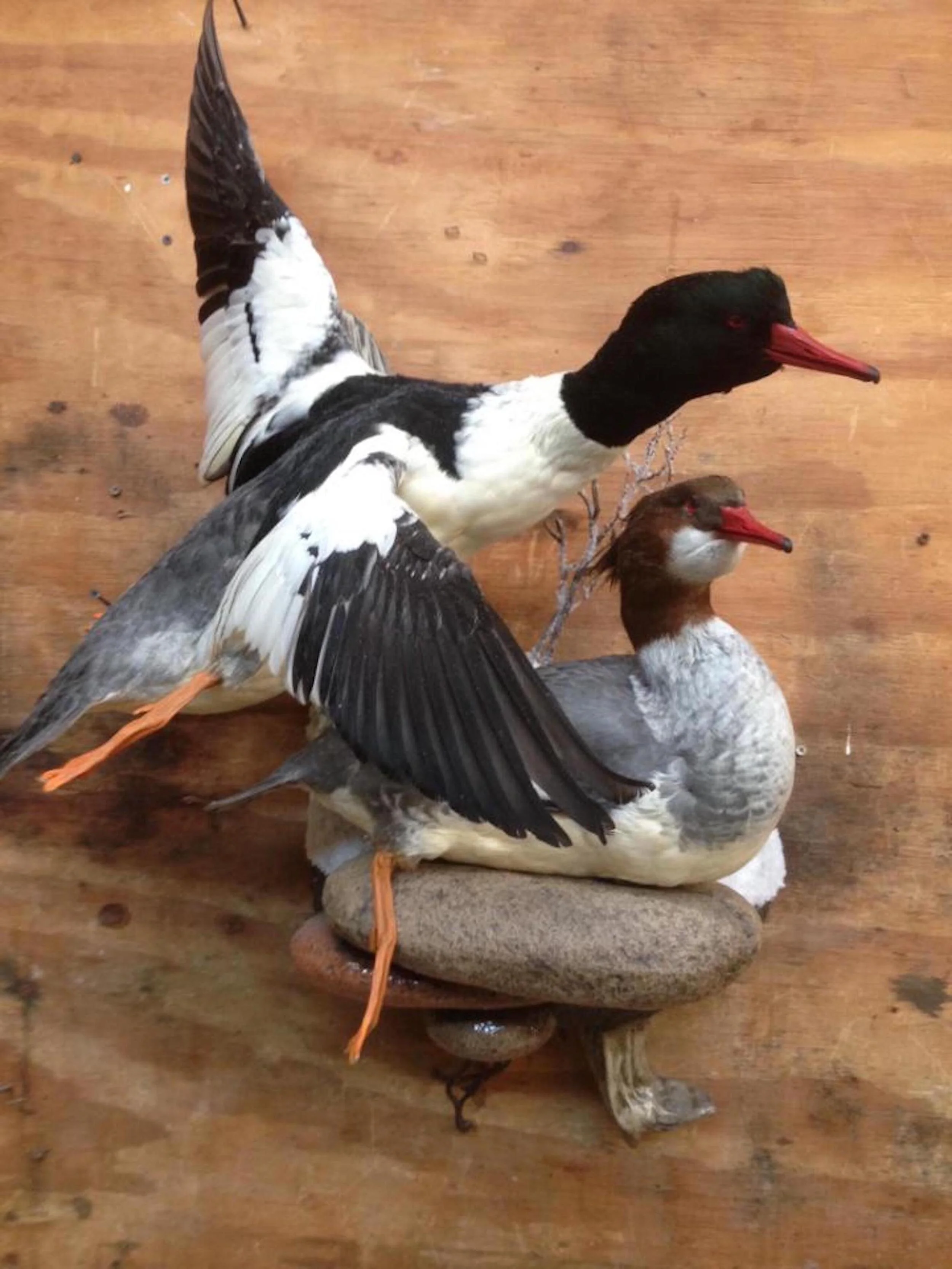 Common Merganser Mount
