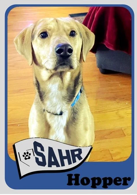 Available for Adoption — Safe at Home Rescue