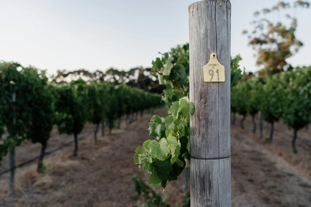 Bradley Hutton Wines