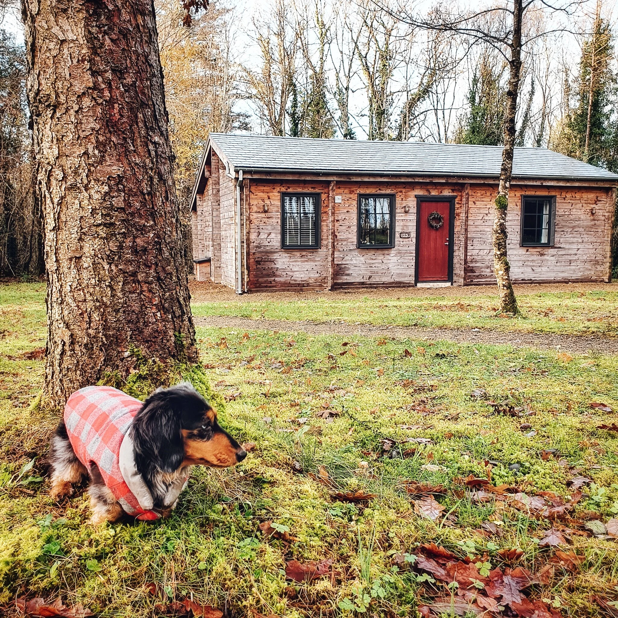 CABU by the Lakes an enchanted woodland hideaway in Ireland — Cathy & Juno