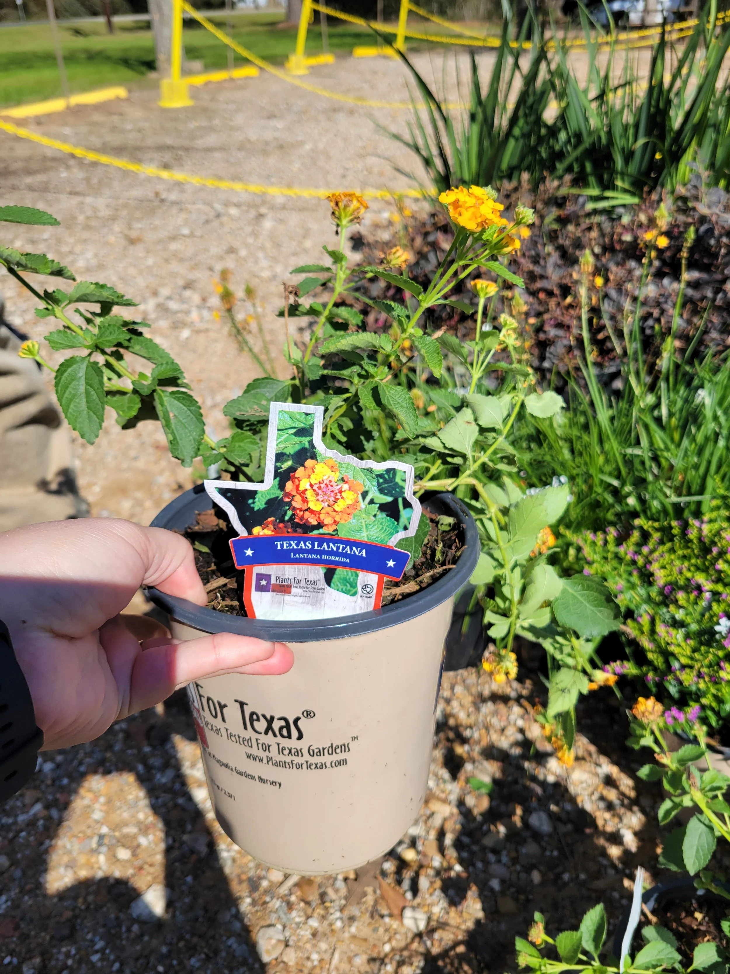 Plant Nursery and Garden Center in College Station — Brazos Valley Tree Farm