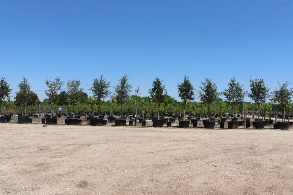 About Us — Brazos Valley Tree Farm