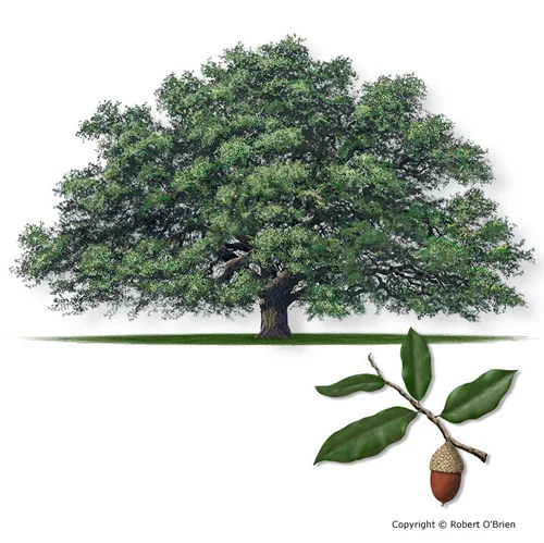 Tree Inventory and Information — Brazos Valley Tree Farm