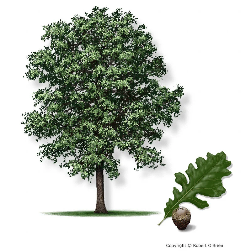 Tree Inventory and Information — Brazos Valley Tree Farm