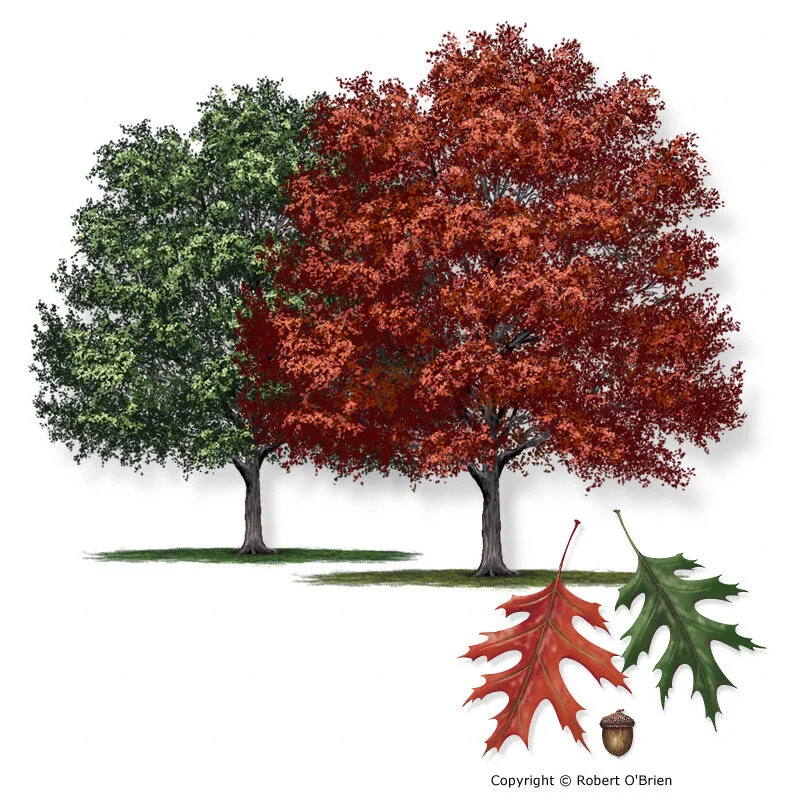 Tree Inventory and Information — Brazos Valley Tree Farm
