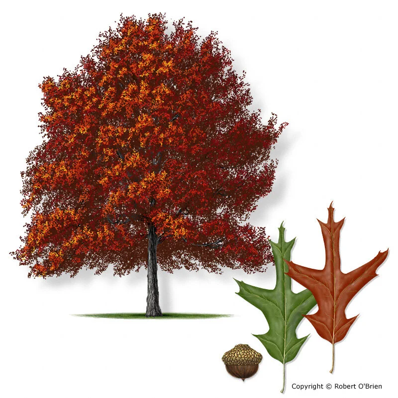 Tree Inventory and Information — Brazos Valley Tree Farm