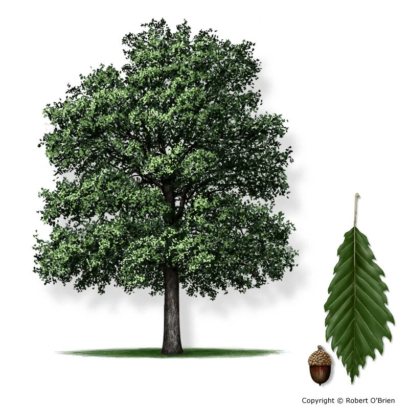 Tree Inventory and Information — Brazos Valley Tree Farm