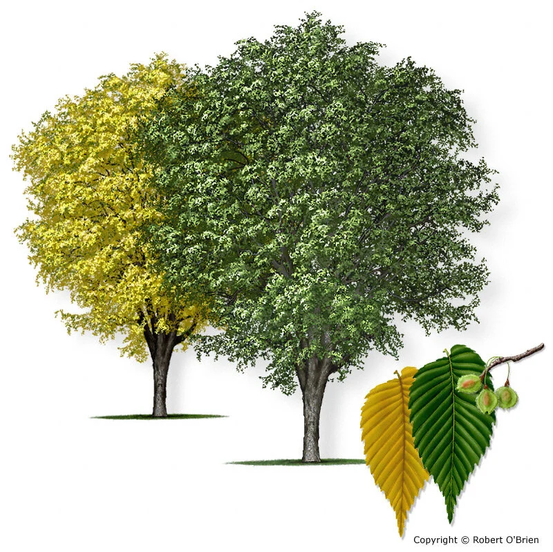 Tree Inventory and Information — Brazos Valley Tree Farm