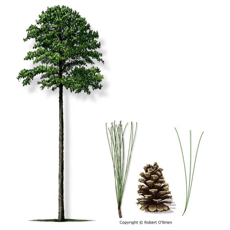 Tree Inventory and Information — Brazos Valley Tree Farm