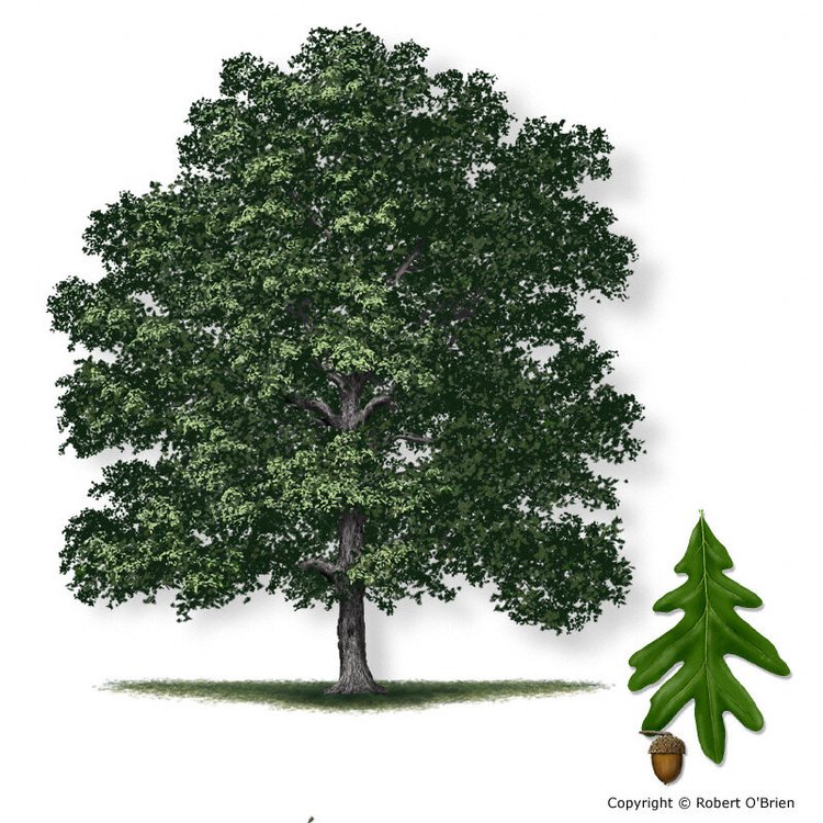 Tree Inventory and Information — Brazos Valley Tree Farm