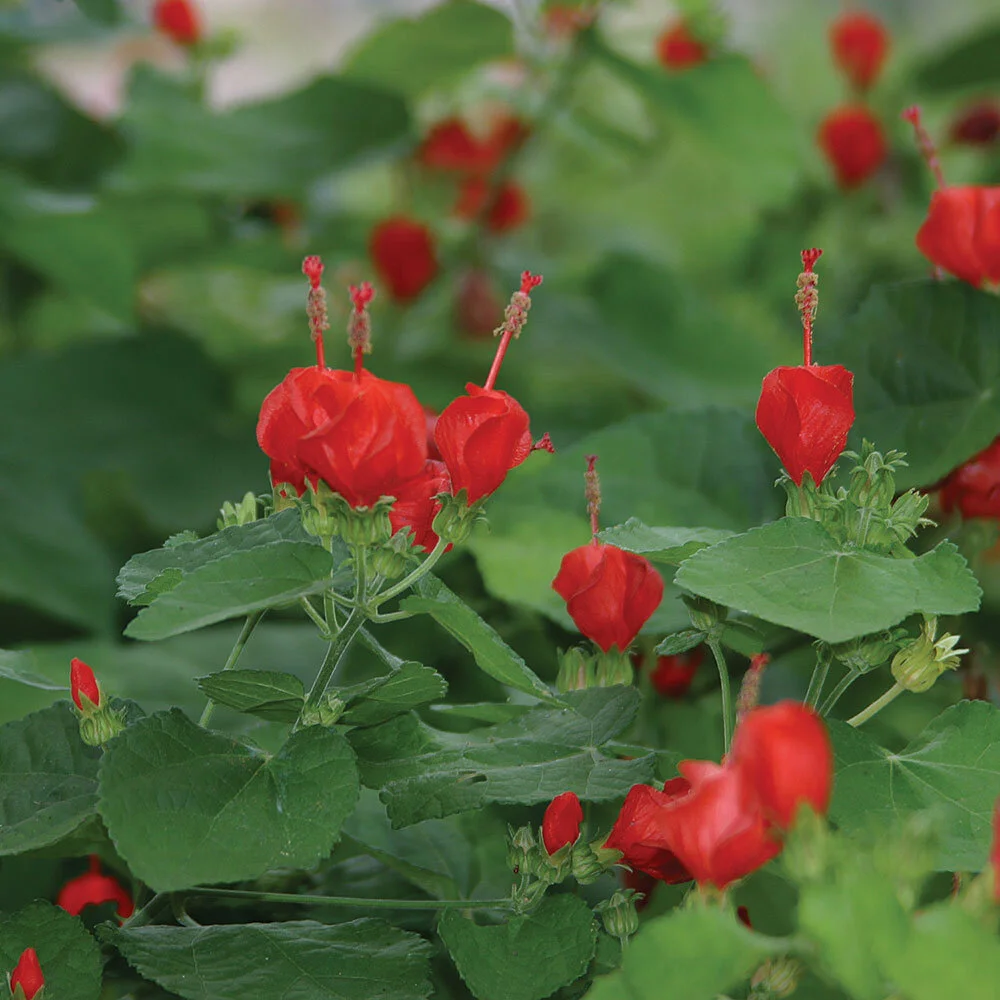 TX Superstar Plants and Trees — Brazos Valley Tree Farm