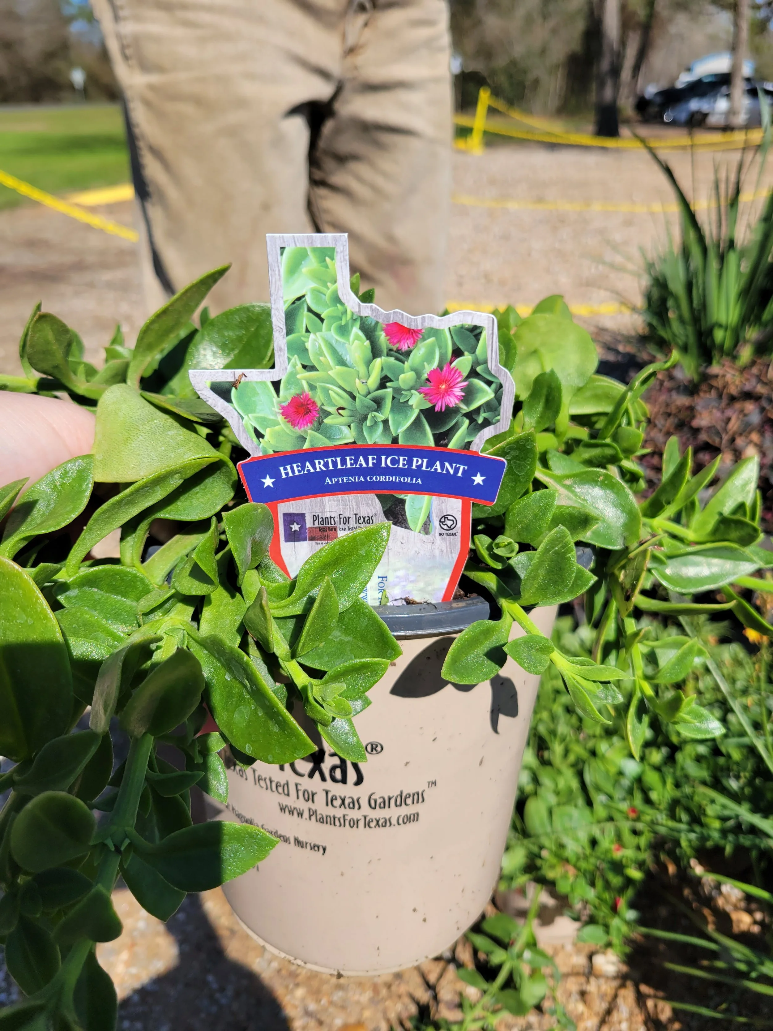Plant Nursery and Garden Center in College Station — Brazos Valley Tree Farm