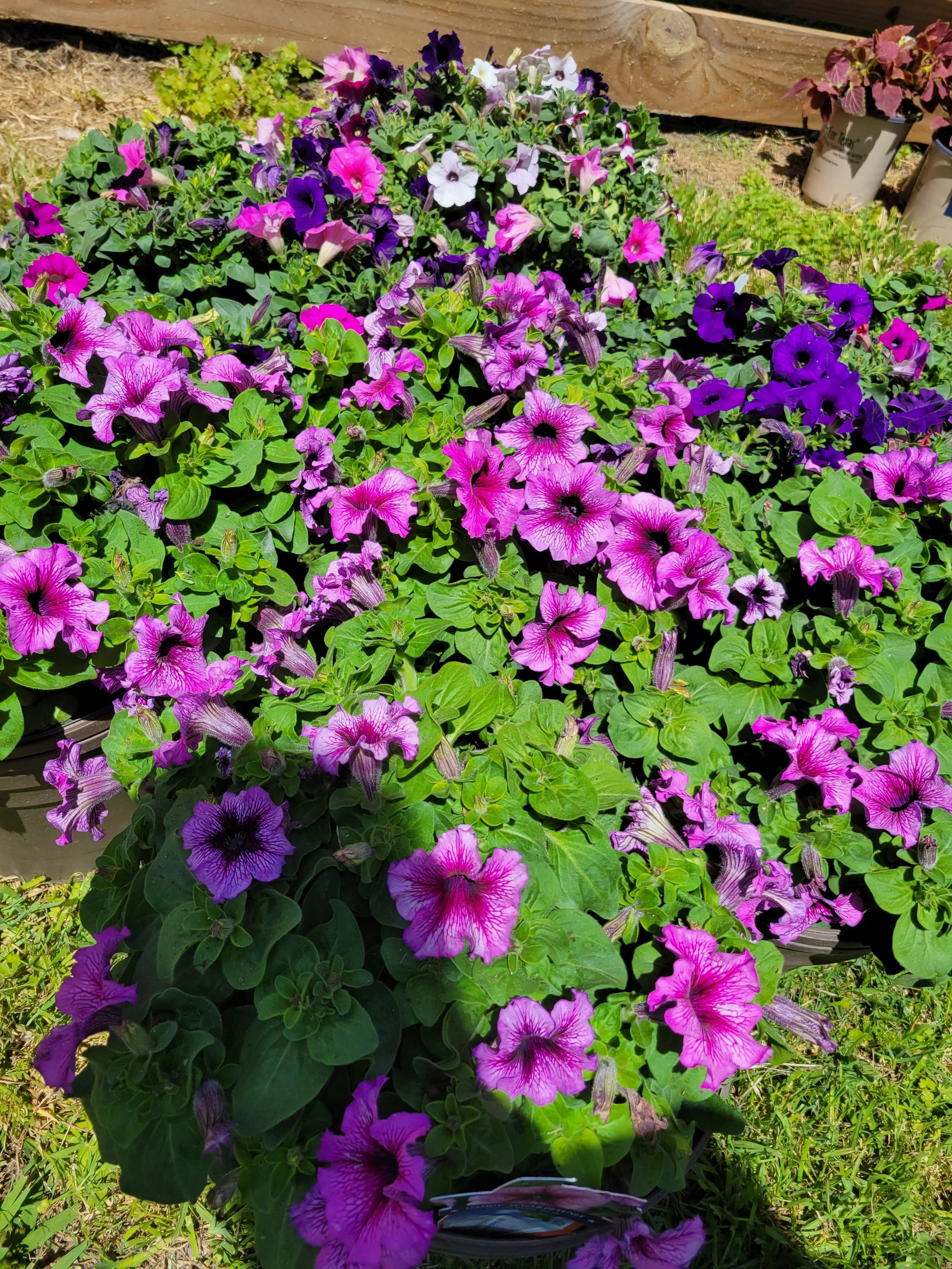 Plant Nursery and Garden Center in College Station — Brazos Valley Tree Farm