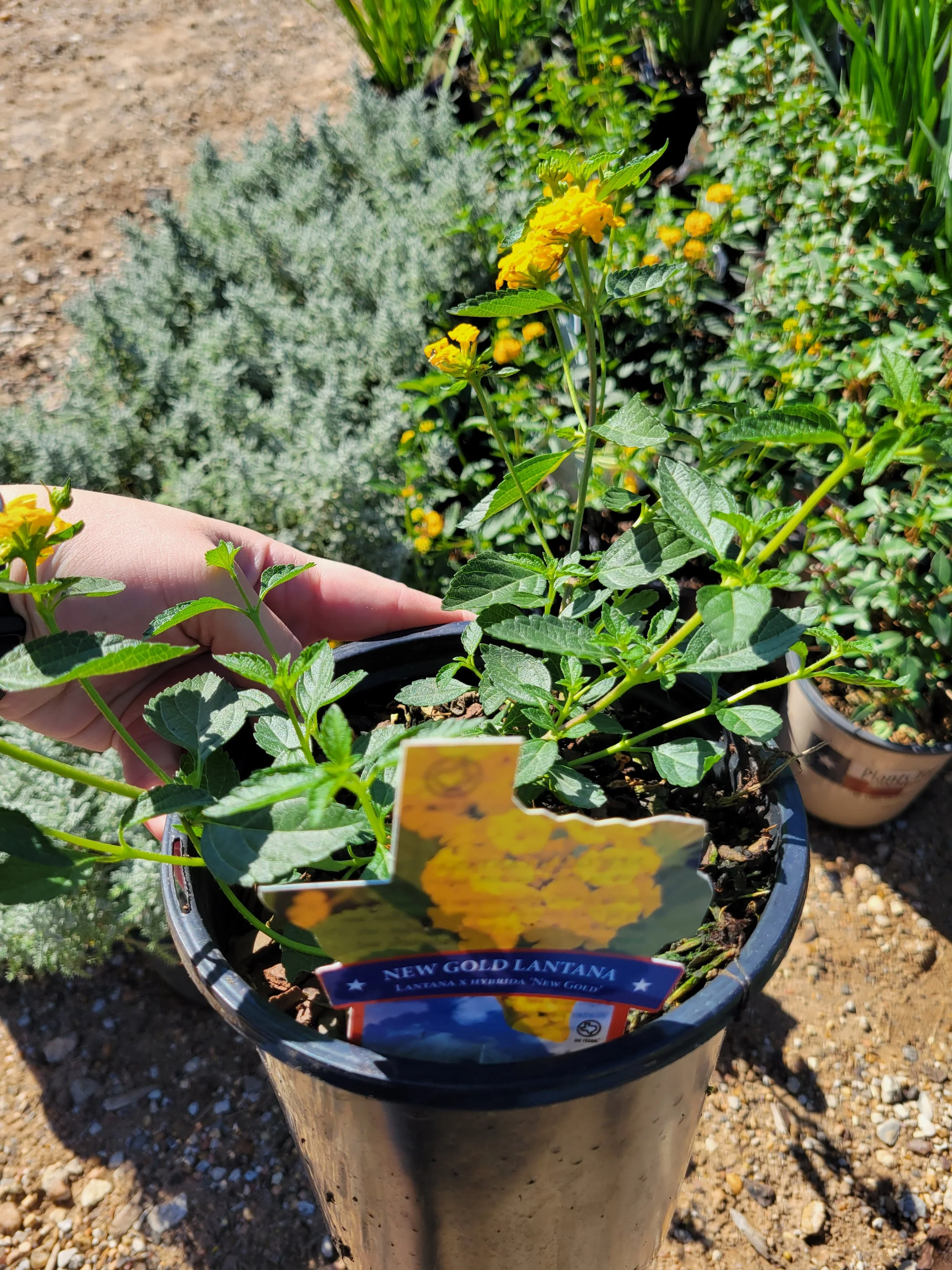 Plant Nursery and Garden Center in College Station — Brazos Valley Tree Farm