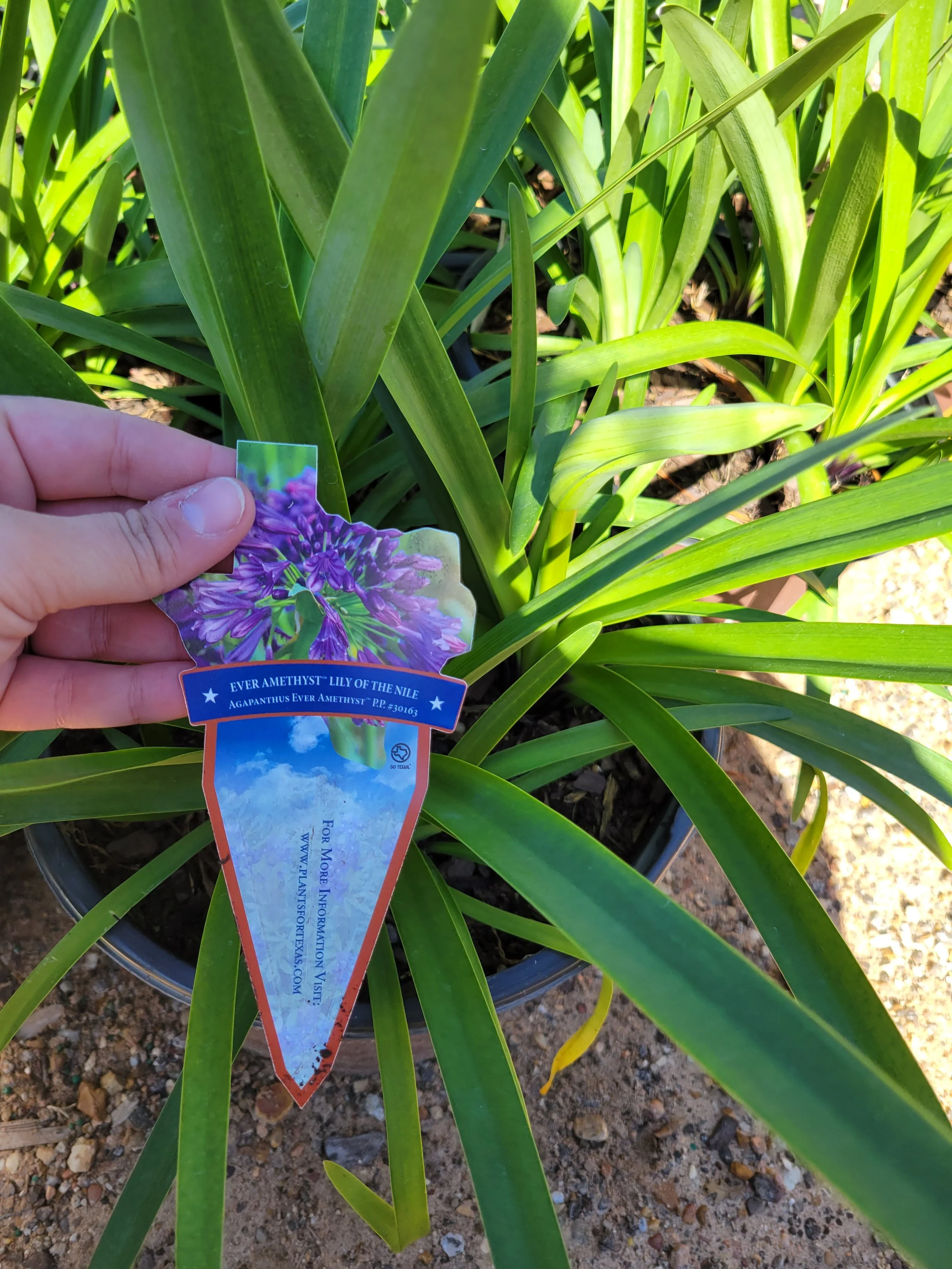 Plant Nursery and Garden Center in College Station — Brazos Valley Tree Farm