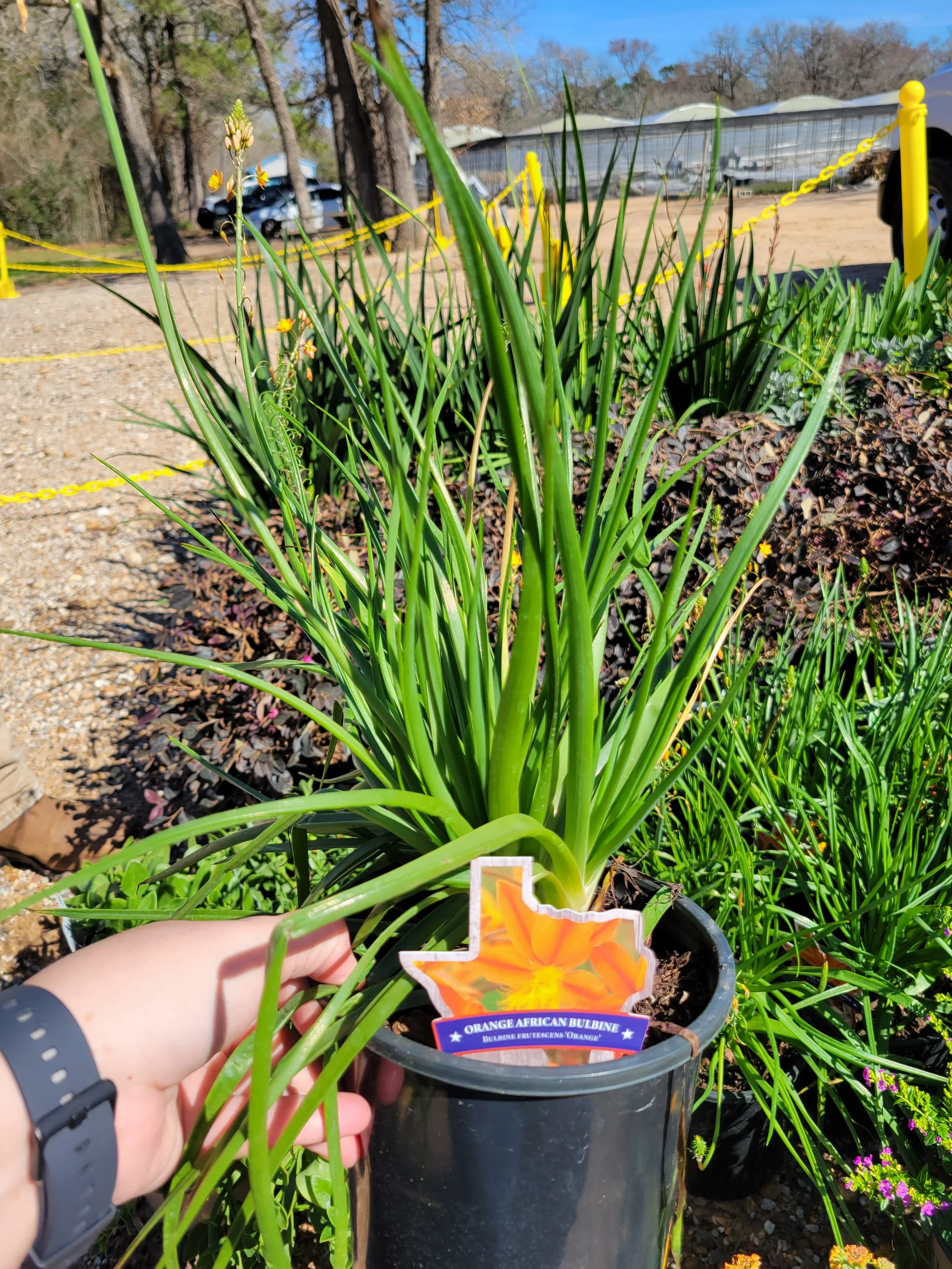 Plant Nursery and Garden Center in College Station — Brazos Valley Tree Farm