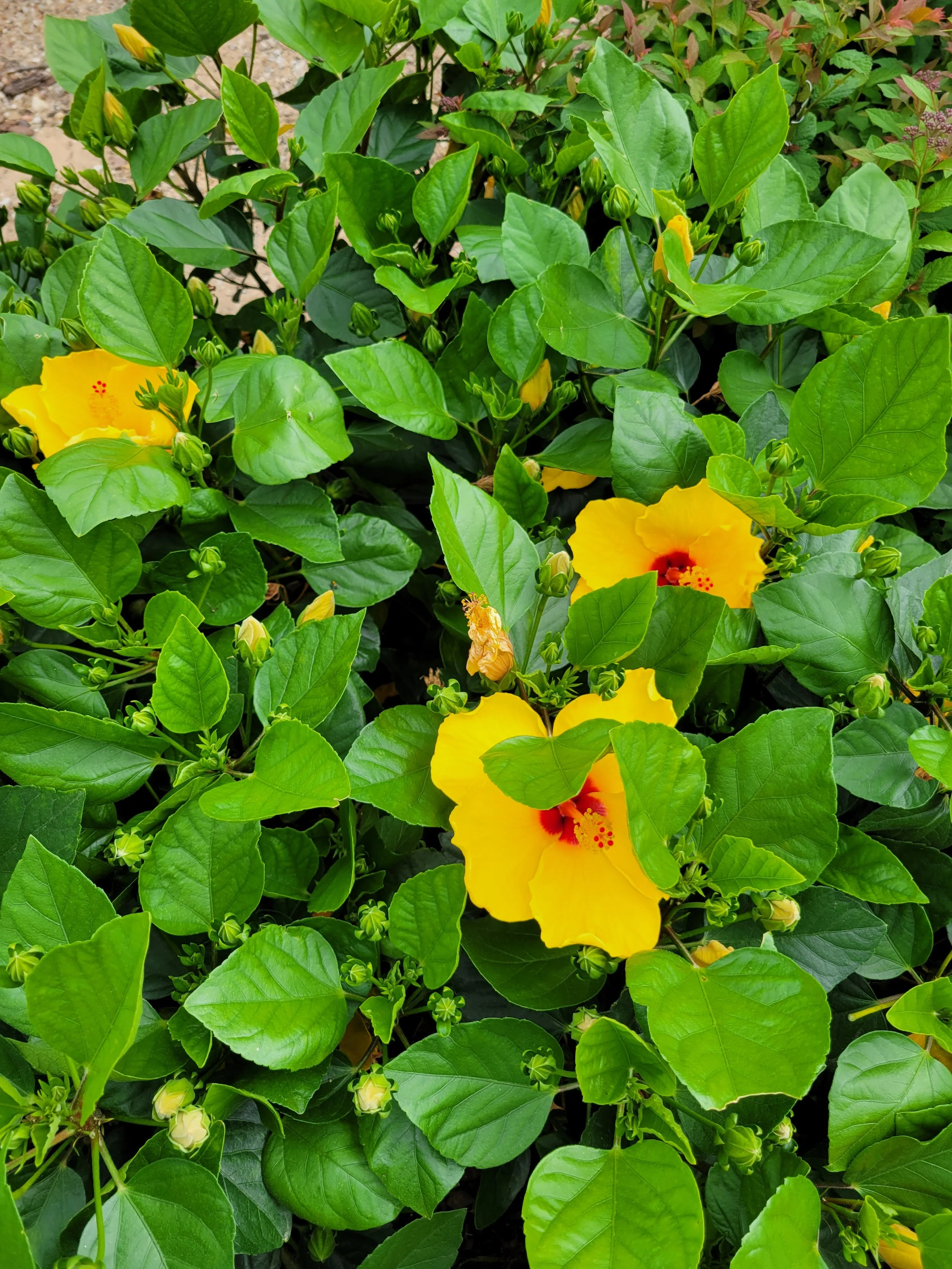 Plant Nursery and Garden Center in College Station — Brazos Valley Tree Farm