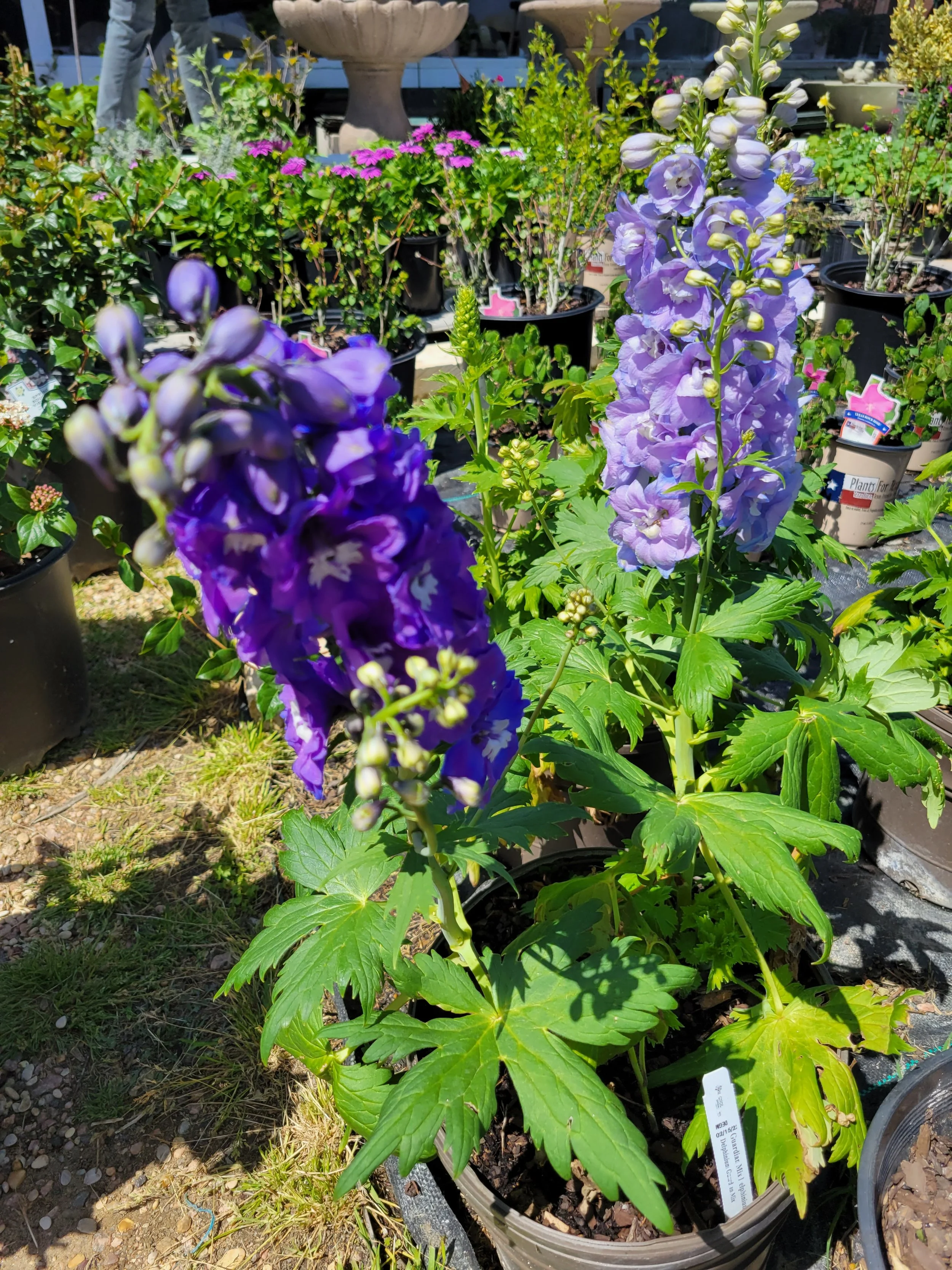 Plant Nursery and Garden Center in College Station — Brazos Valley Tree Farm