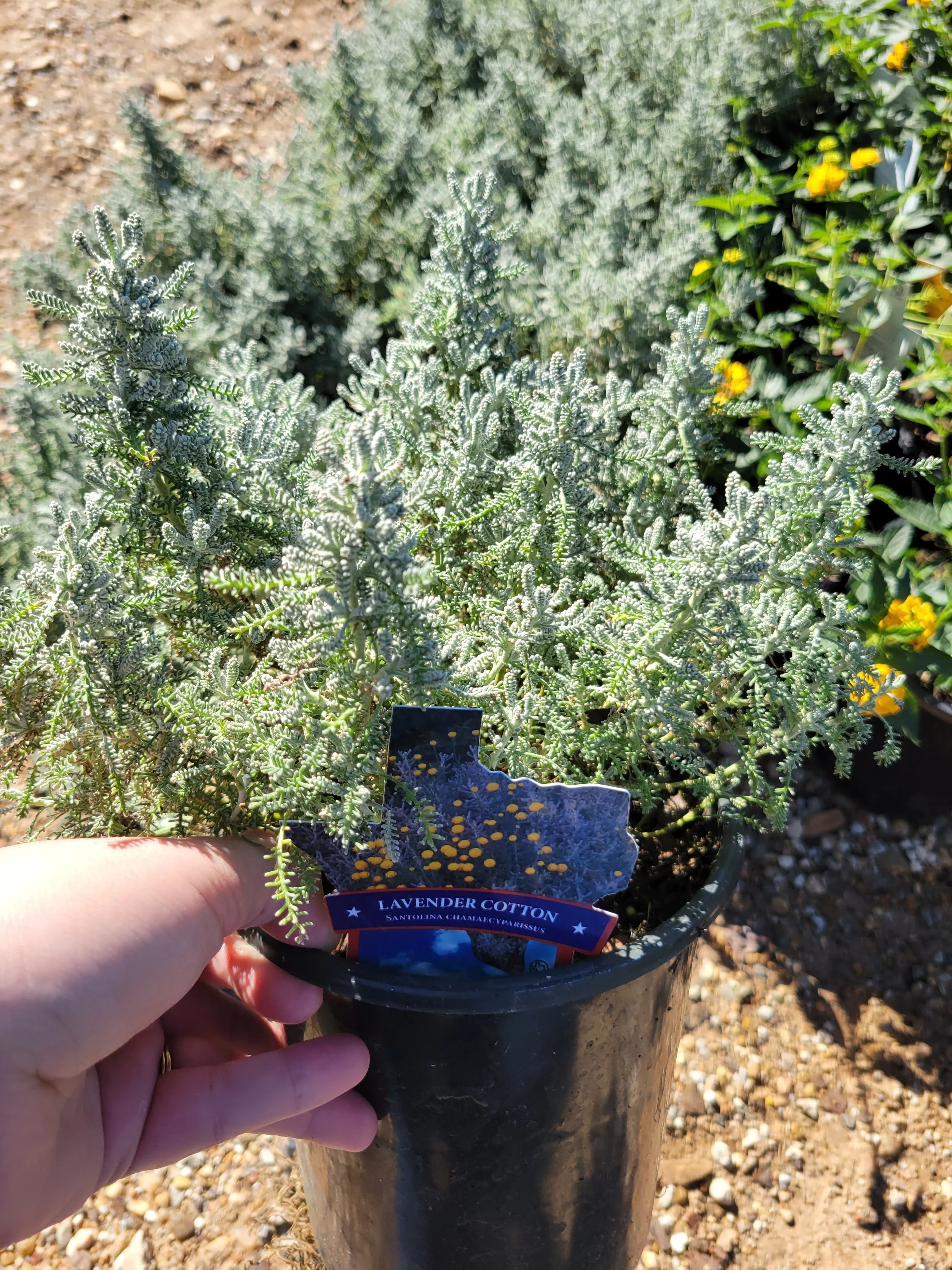 Plant Nursery and Garden Center in College Station — Brazos Valley Tree Farm