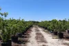 Plant Nursery and Garden Center in College Station — Brazos Valley Tree Farm