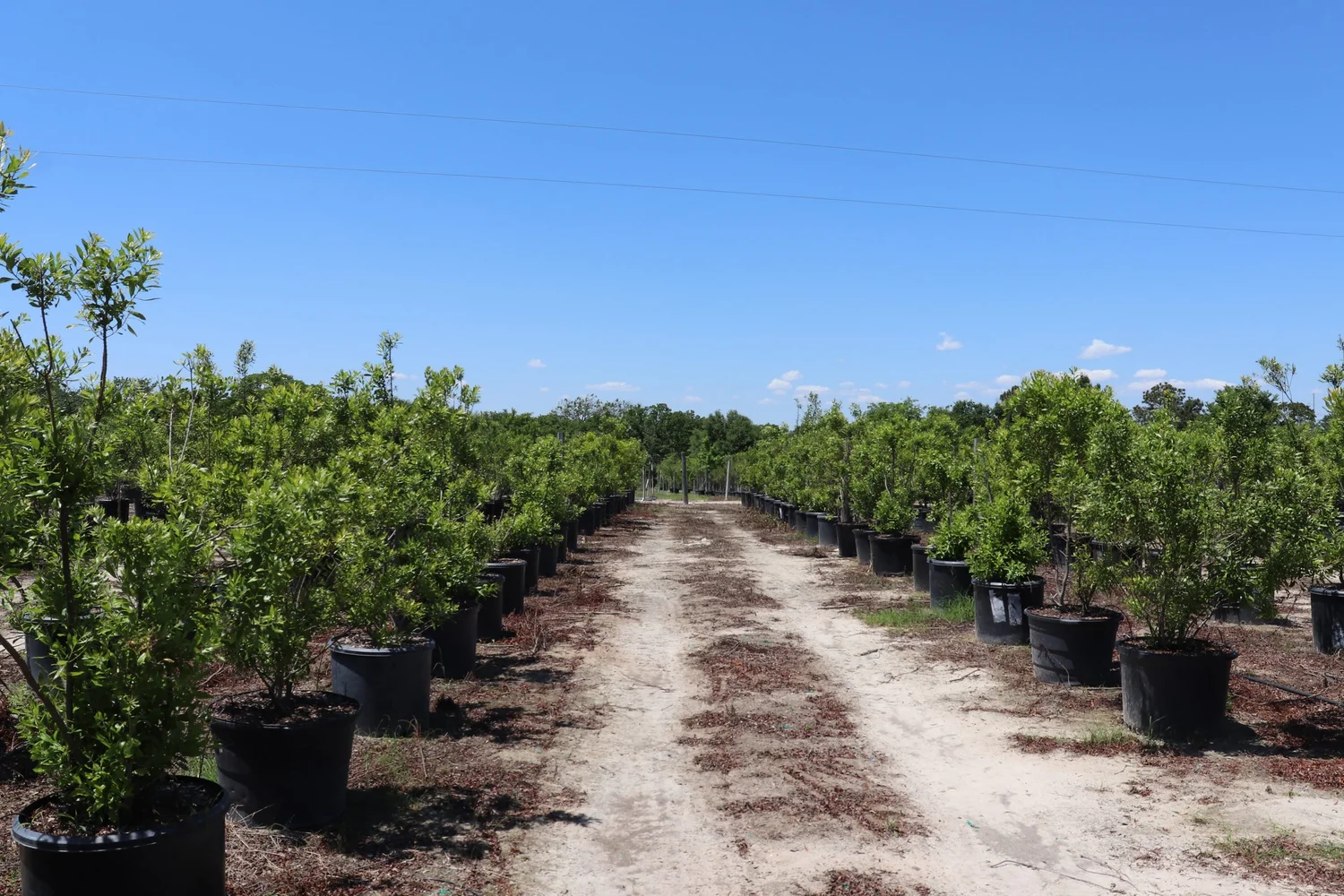 Plant Nursery and Garden Center in College Station — Brazos Valley Tree Farm