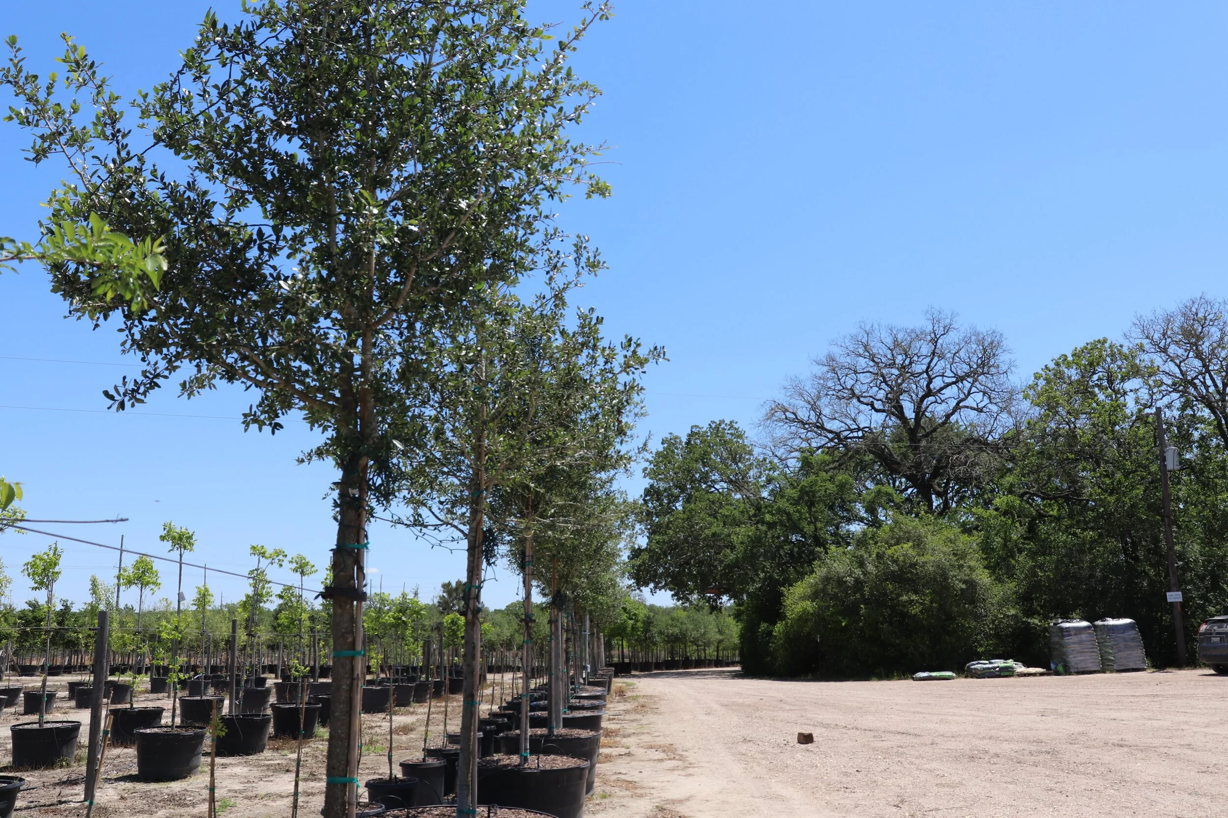 About Us — Brazos Valley Tree Farm