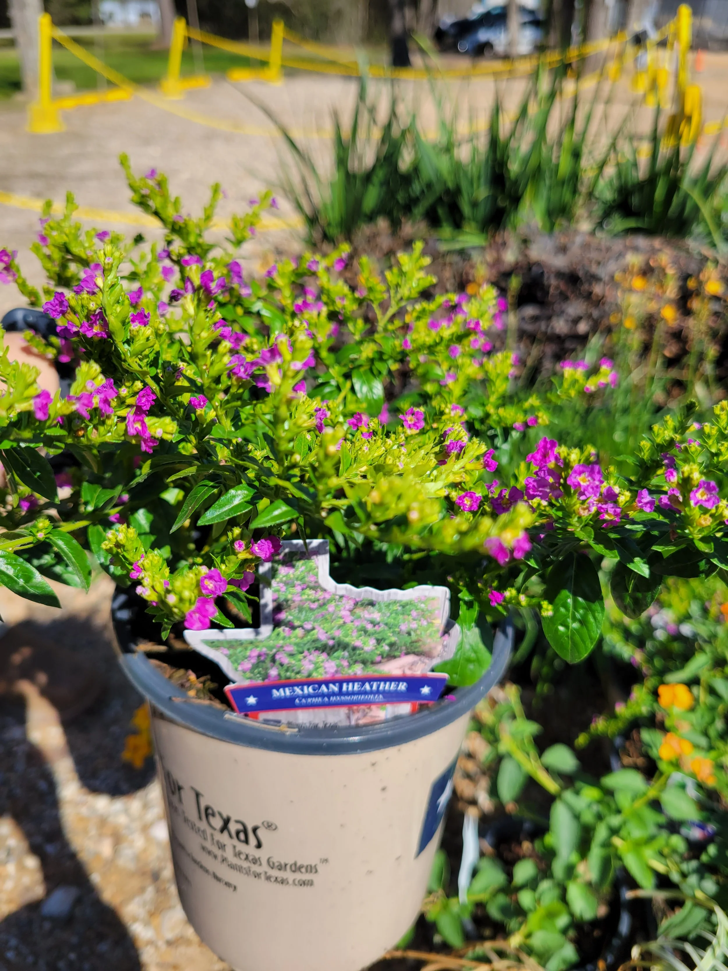 Plant Nursery and Garden Center in College Station — Brazos Valley Tree Farm