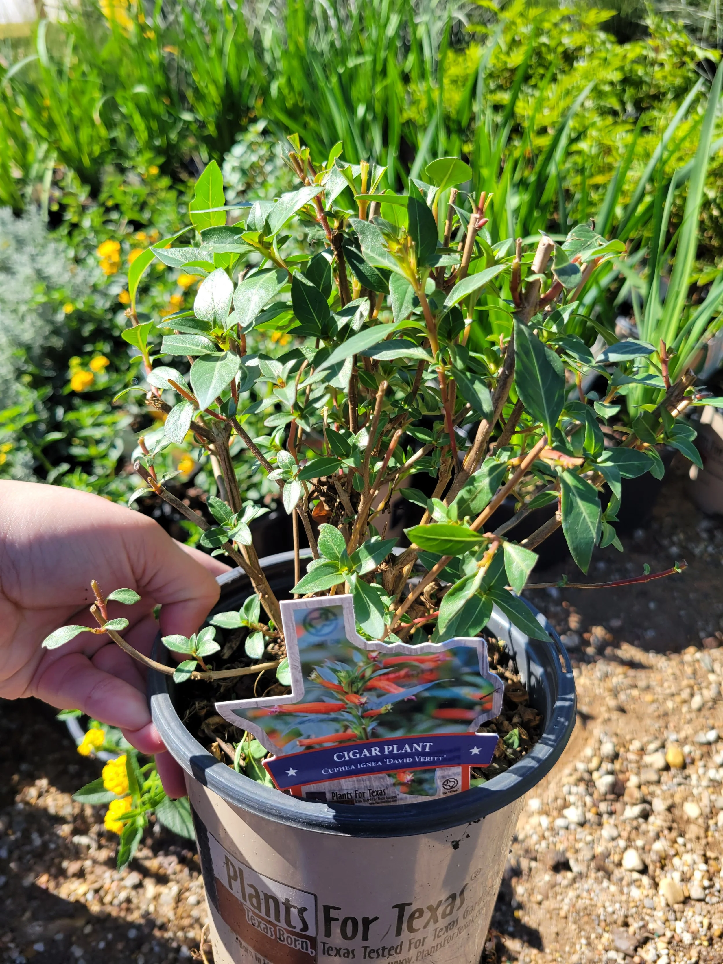 Plant Nursery and Garden Center in College Station — Brazos Valley Tree Farm