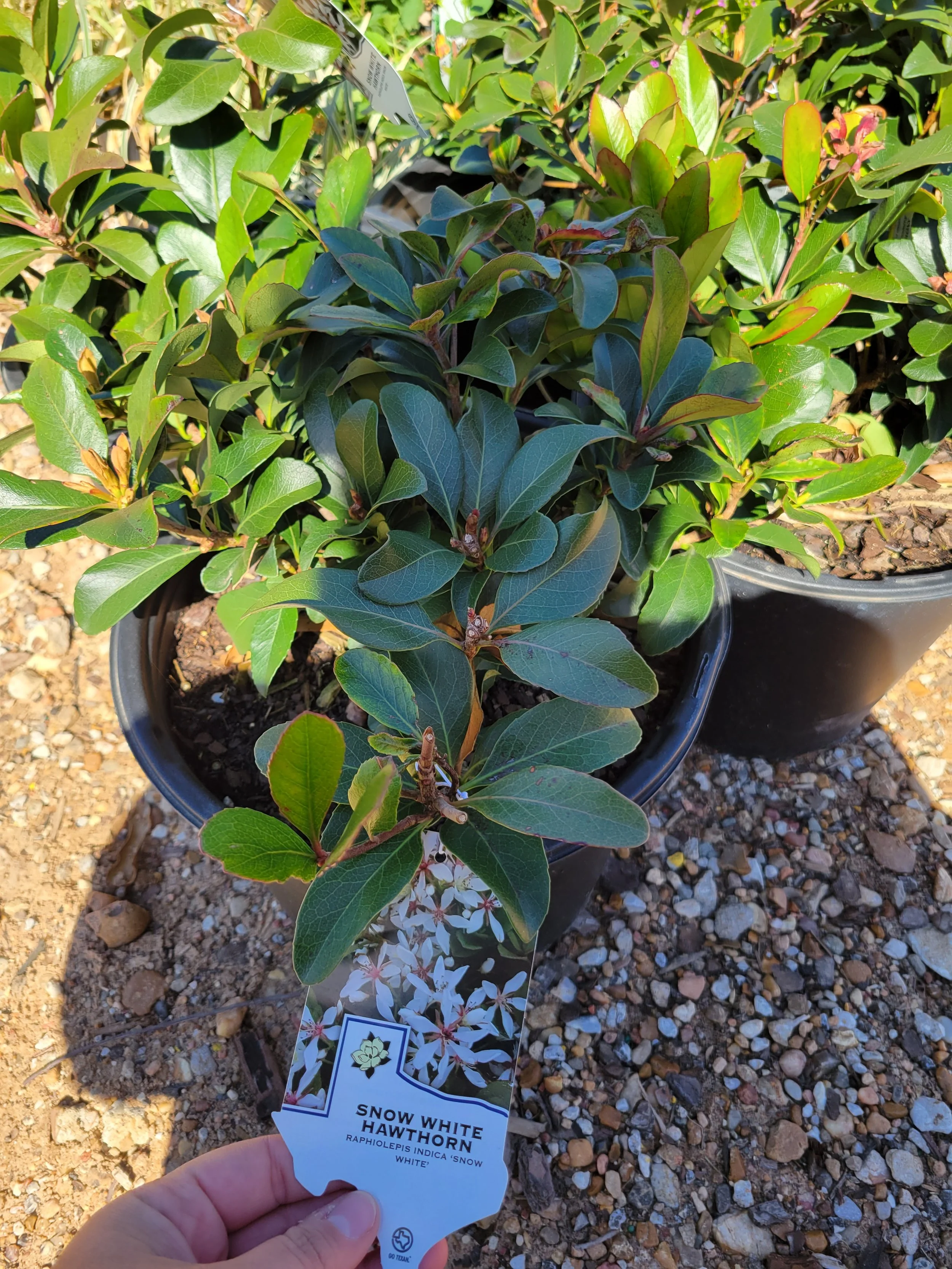 Plant Nursery and Garden Center in College Station — Brazos Valley Tree Farm