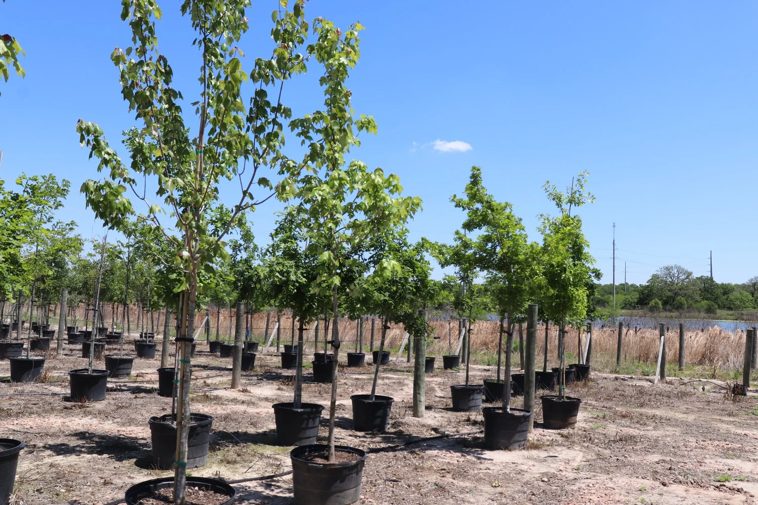 About Us — Brazos Valley Tree Farm