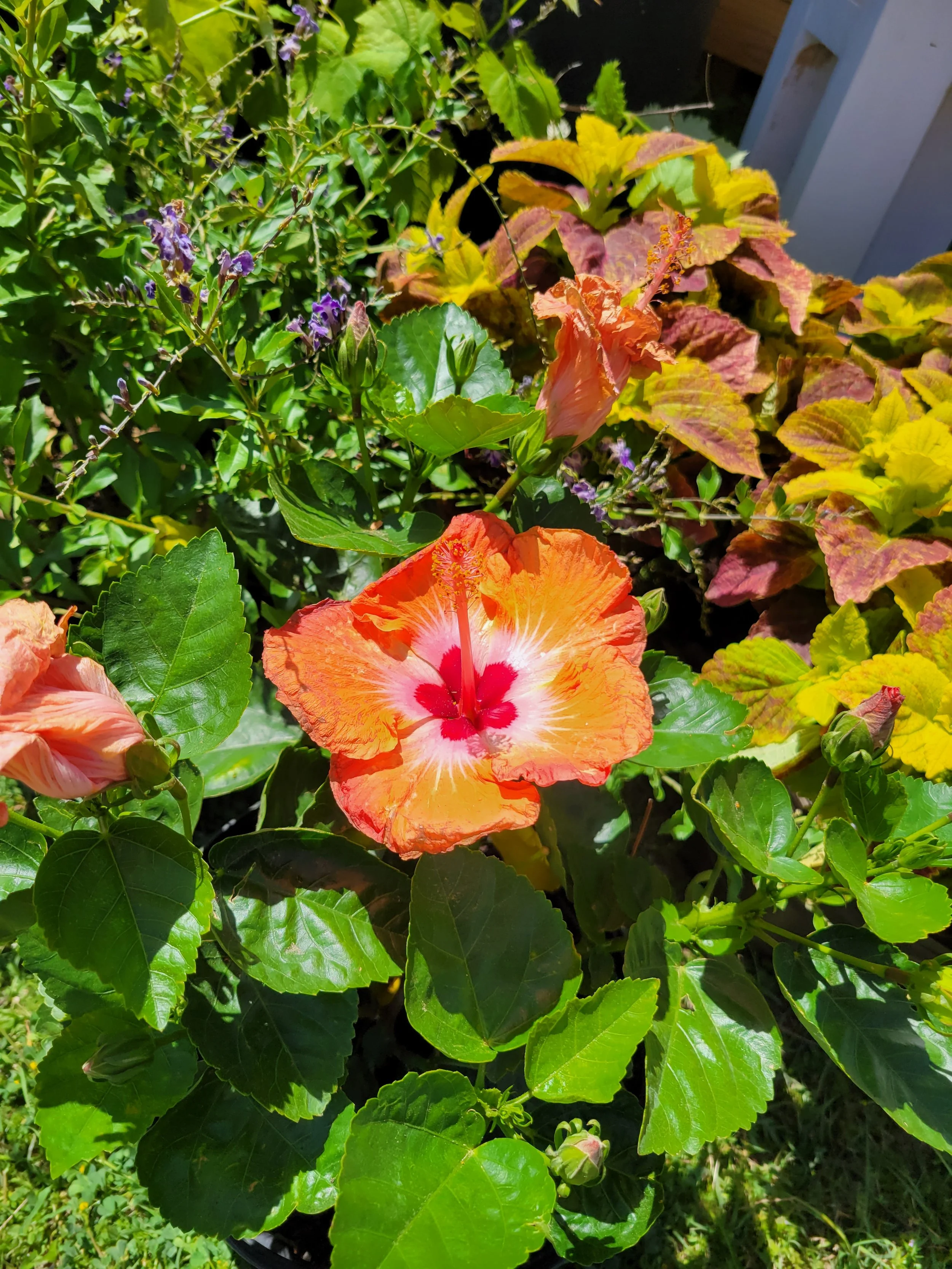 Plant Nursery and Garden Center in College Station — Brazos Valley Tree Farm