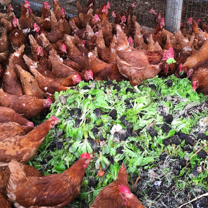 Food Waste — Island Grown Initiative of Martha's Vineyard