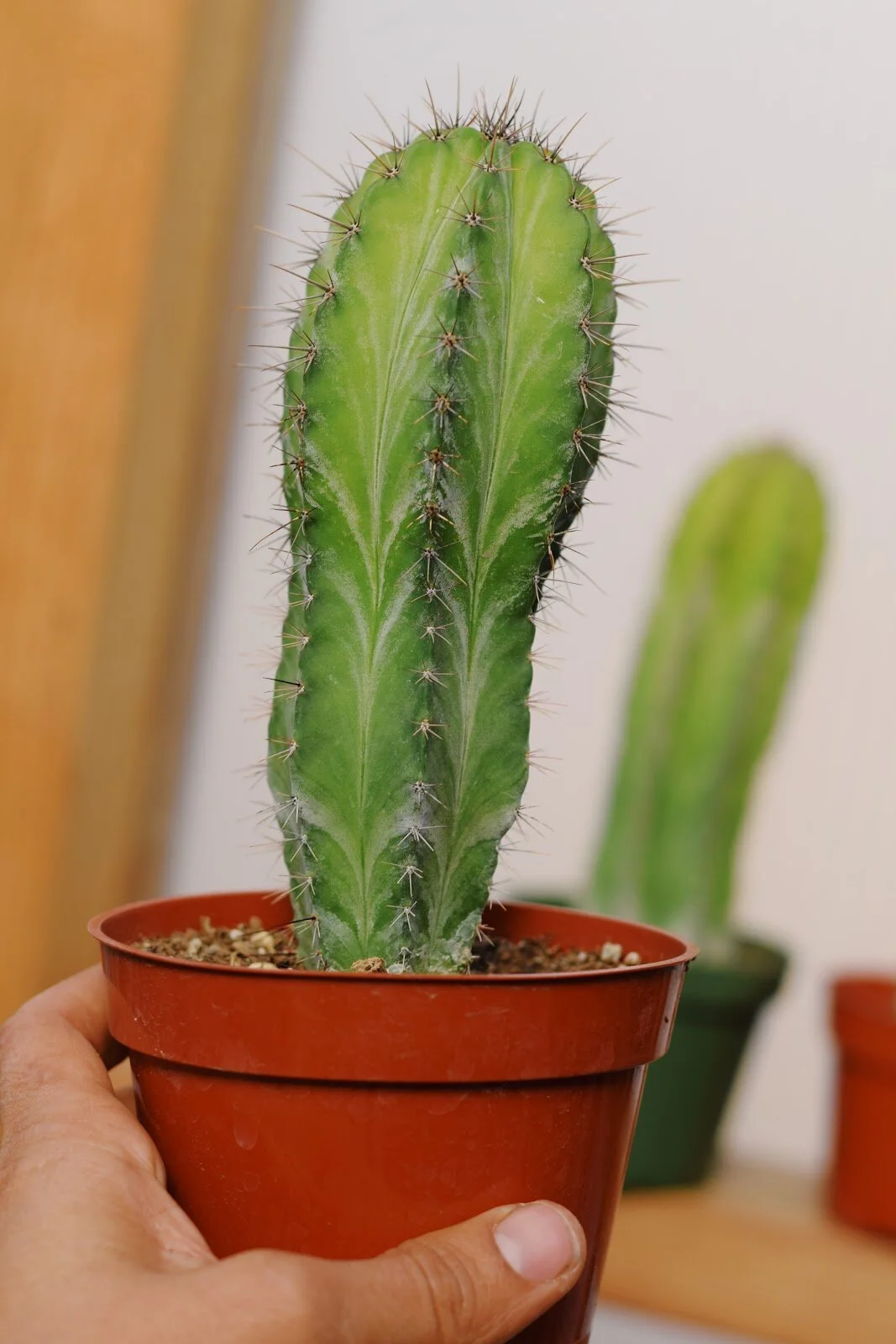 Greenhouse Shop — The Prickly Pear