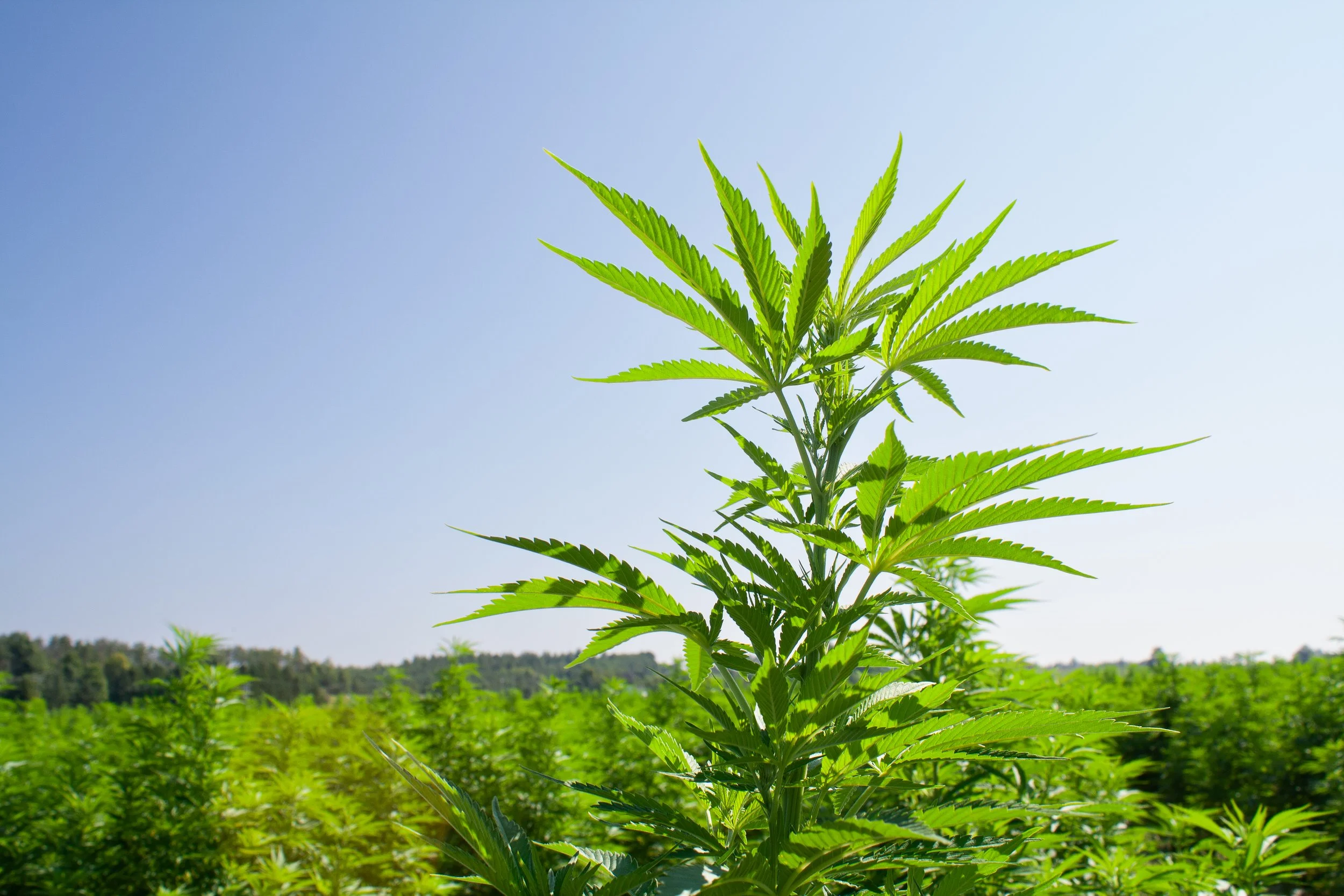 Learning As We Grow: A Look at Innovative Cannabis Growing Techniques ...