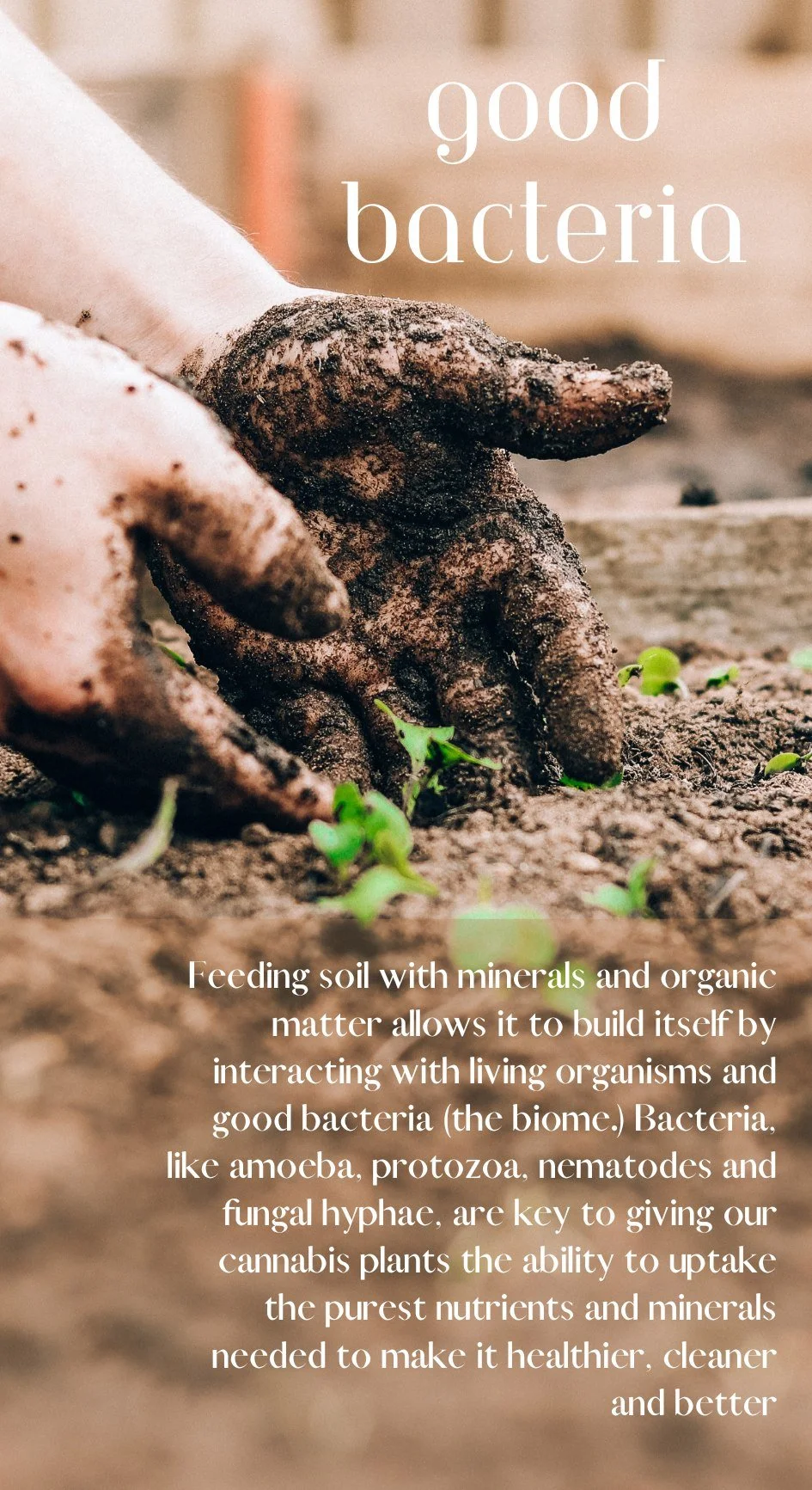 Learning As We Grow: A Look at Innovative Cannabis Growing Techniques ...