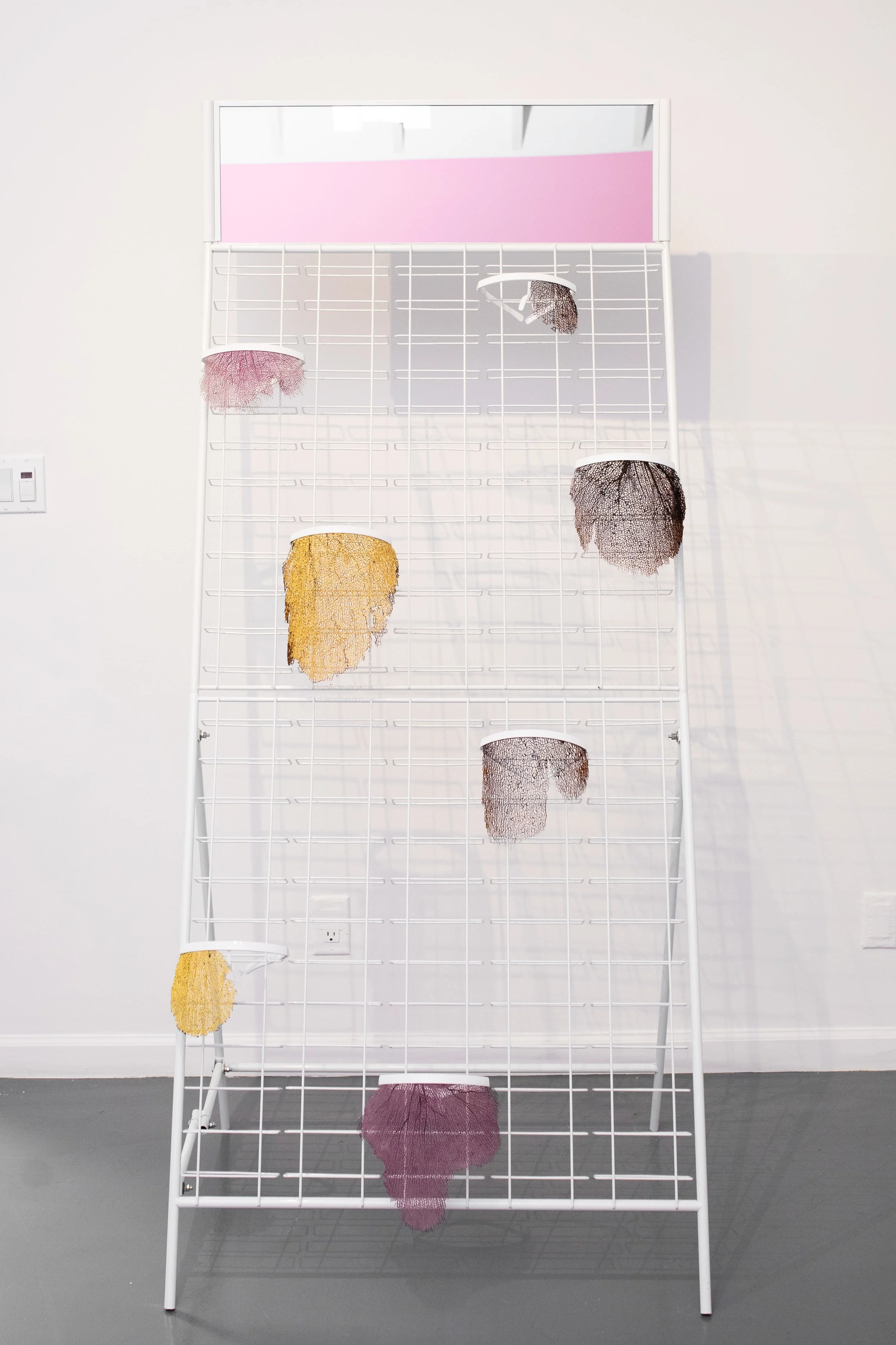 Blue Curry — TERN Gallery