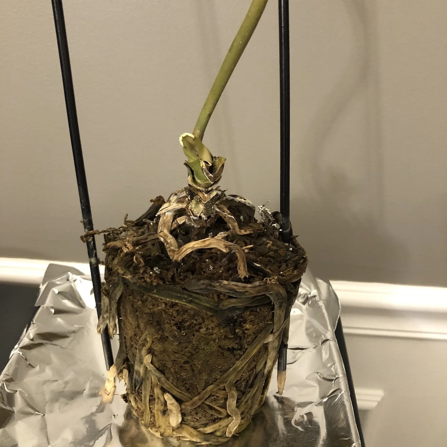 The Wisdom of a Rotting Orchid by Aaron Stamper — Companioning Center