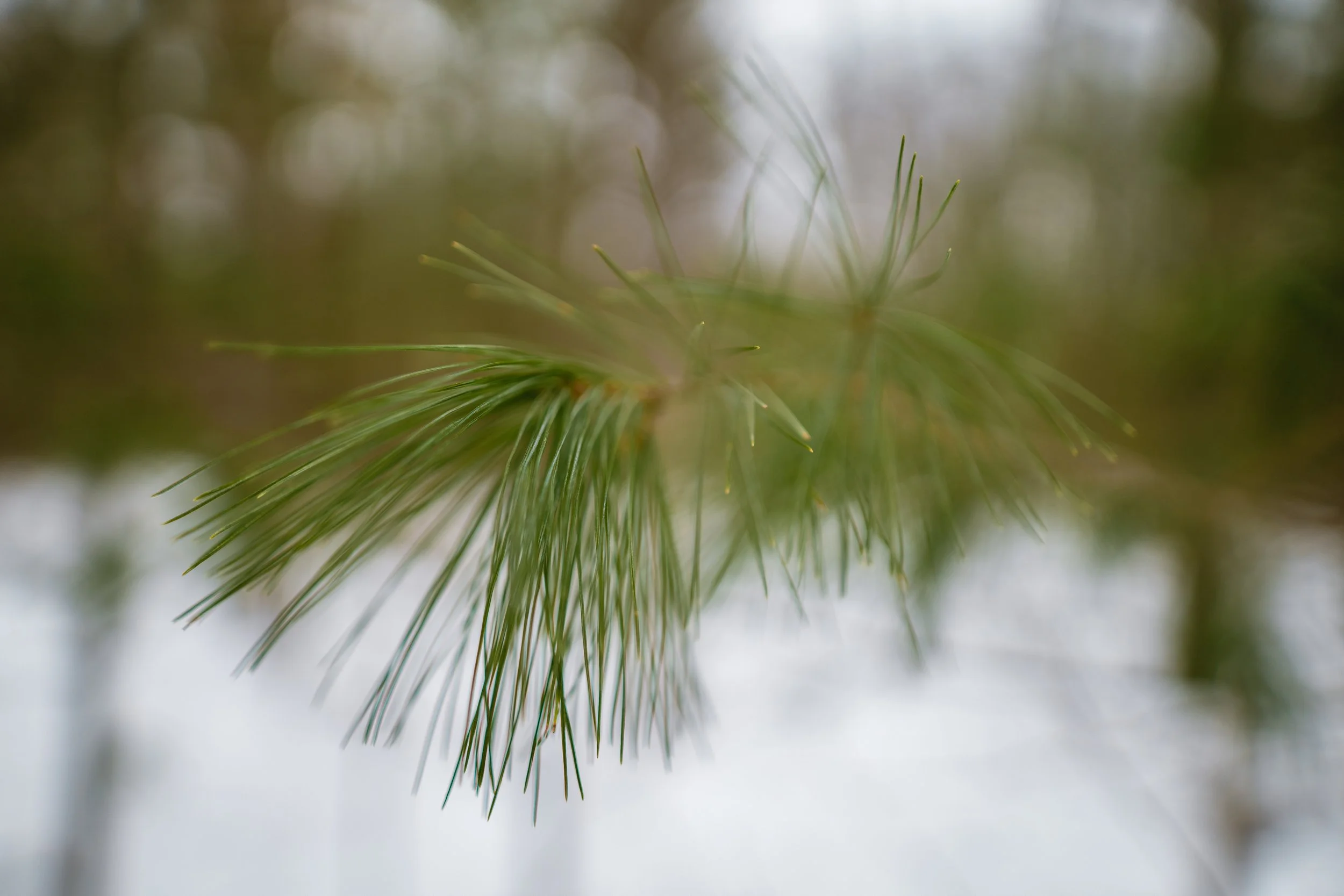 West Michigan Burial Forest & Preserve