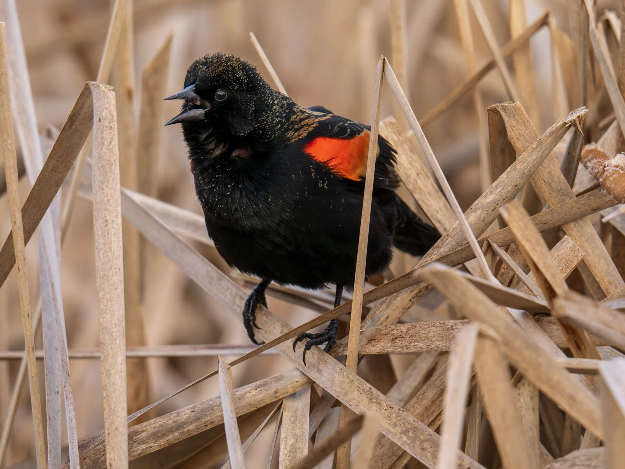 Kawartha Lakes Arts Council